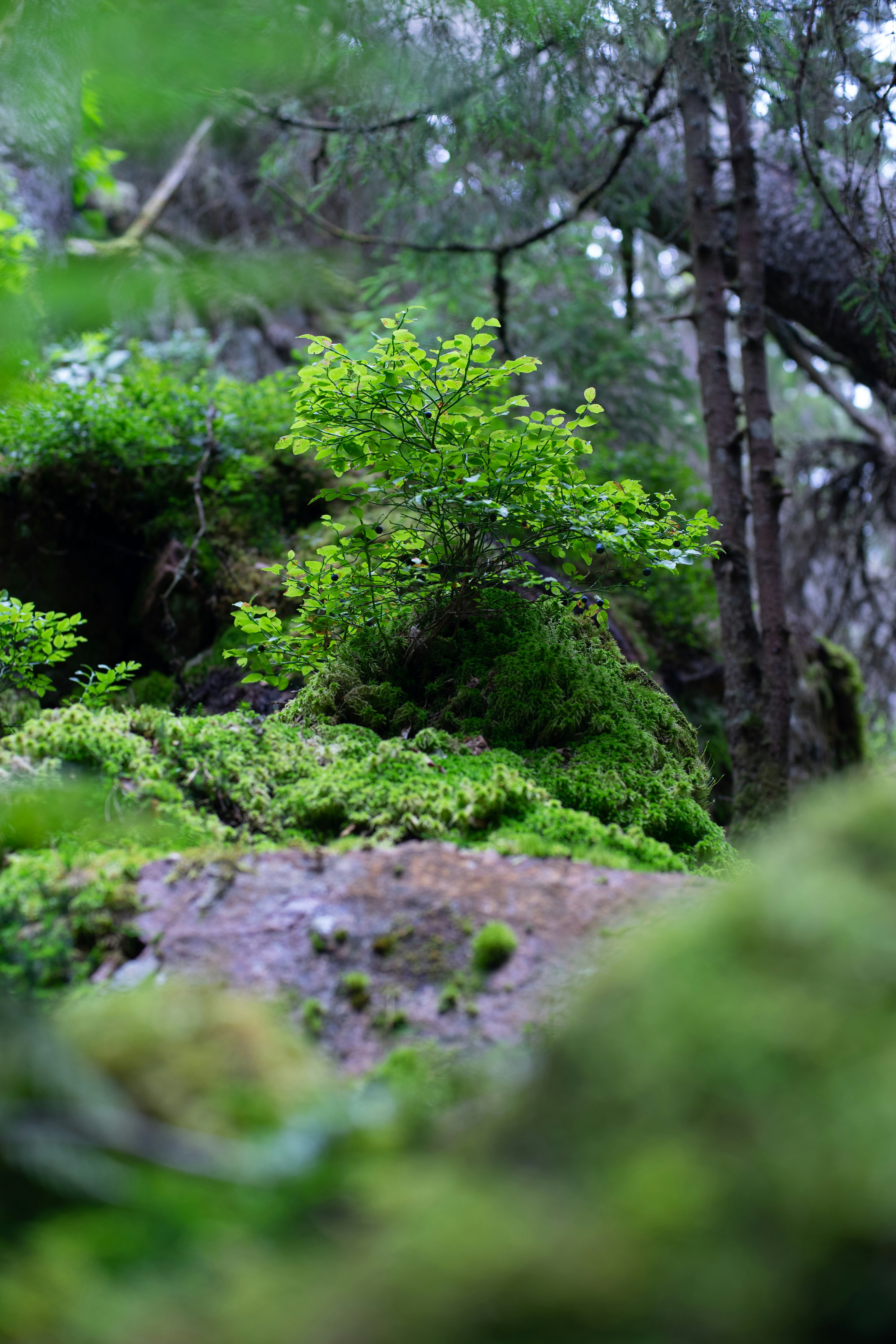 Vibrant green foliage thrives atop a moss-covered rock, surrounded by a lush forest backdrop. A testament to nature's resilience.