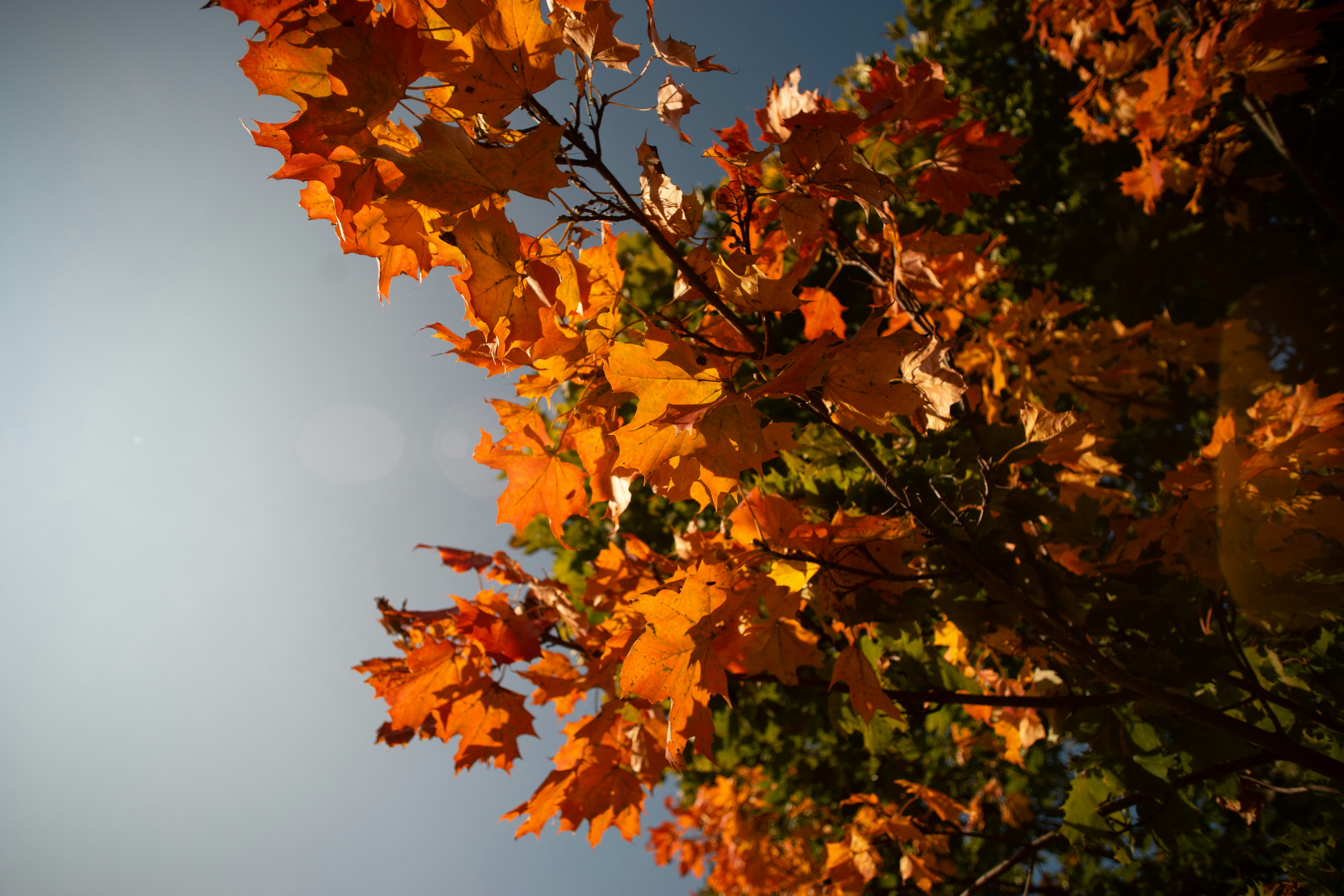 Orange maple tree under blue sky during daytime photo – Free Tree Image ...