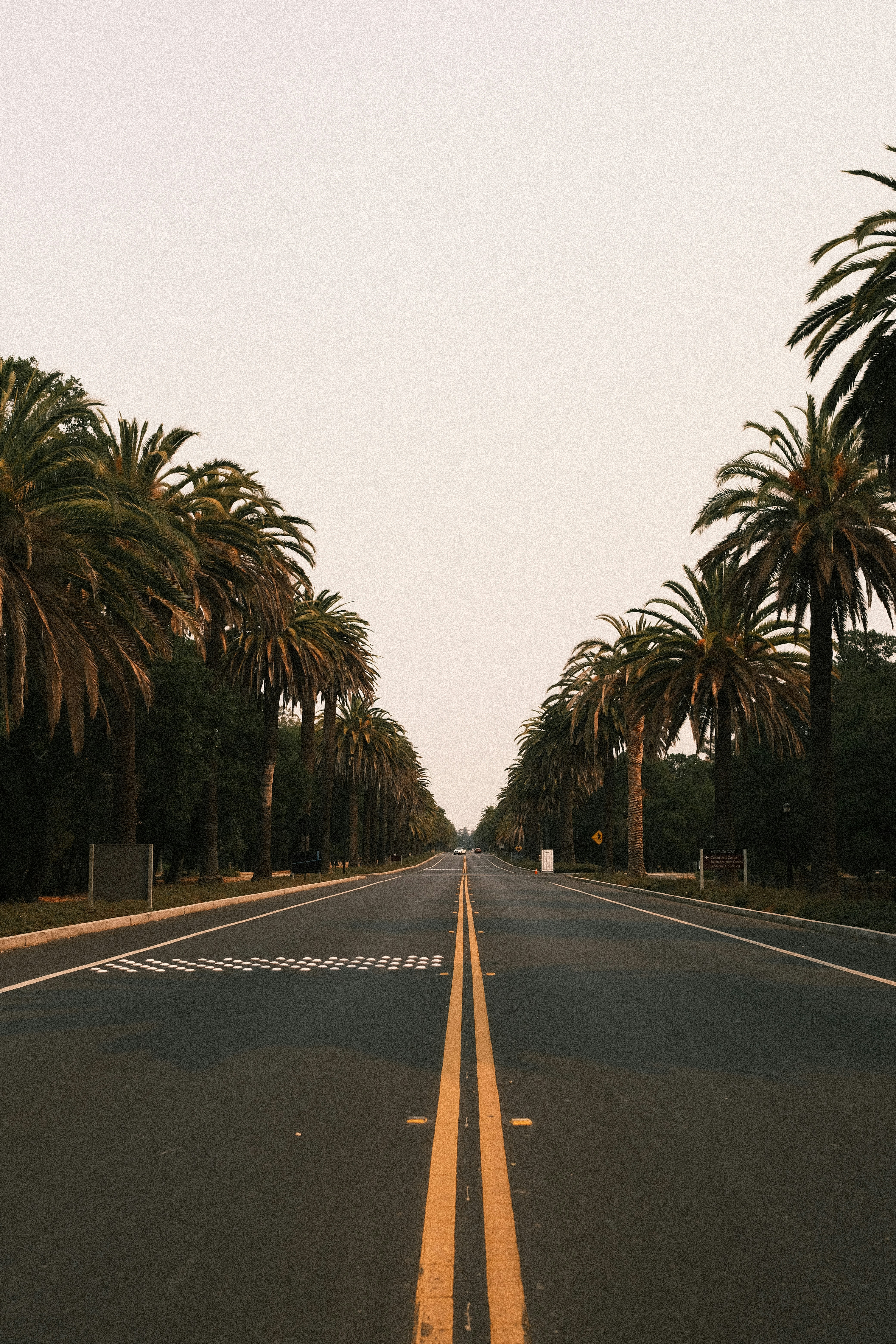 Palm trees lining a tranquil road, leading towards a distant horizon under a soft sky.