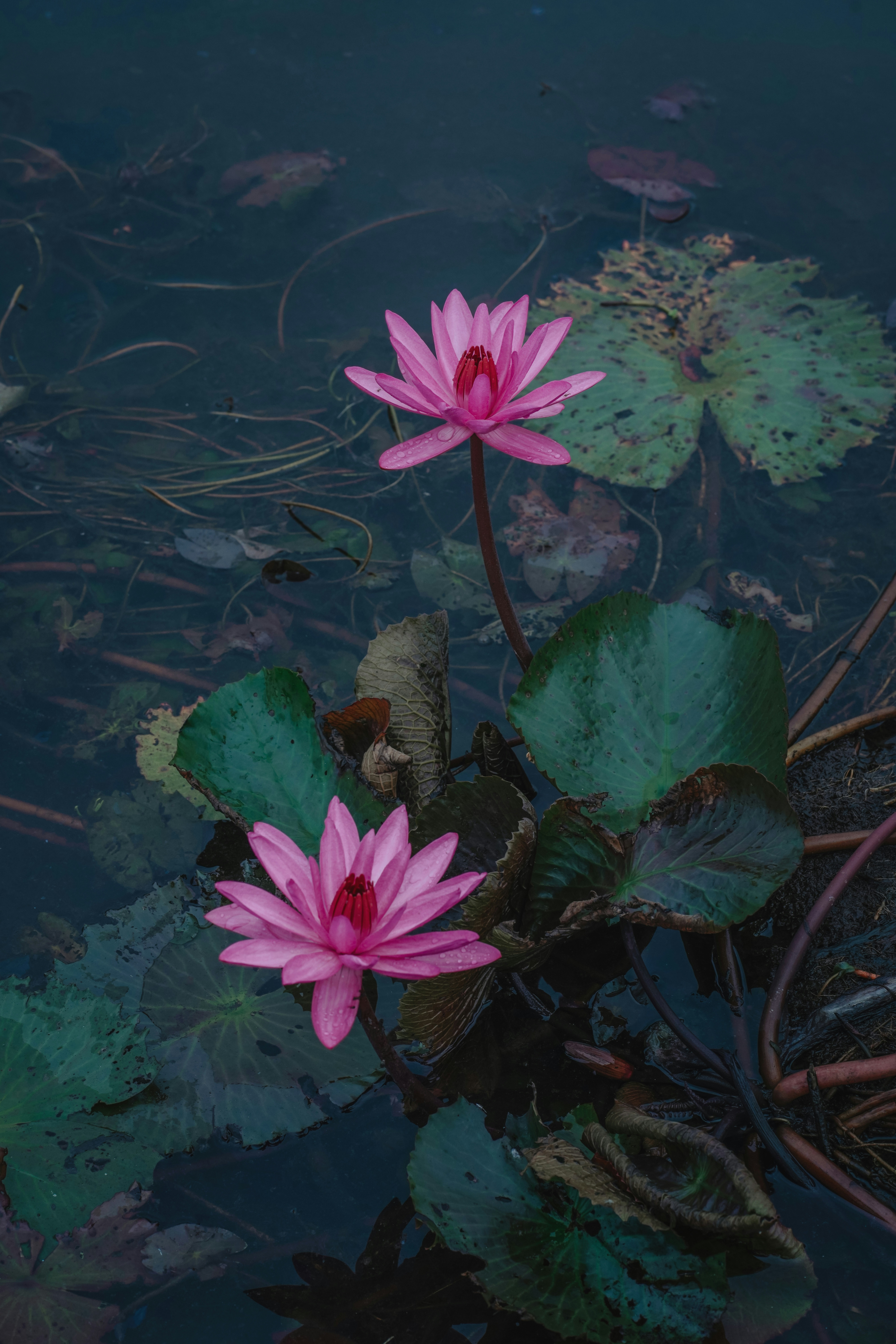Two vibrant pink water lilies rise gracefully from a tranquil pond, surrounded by green lily pads and murky water.