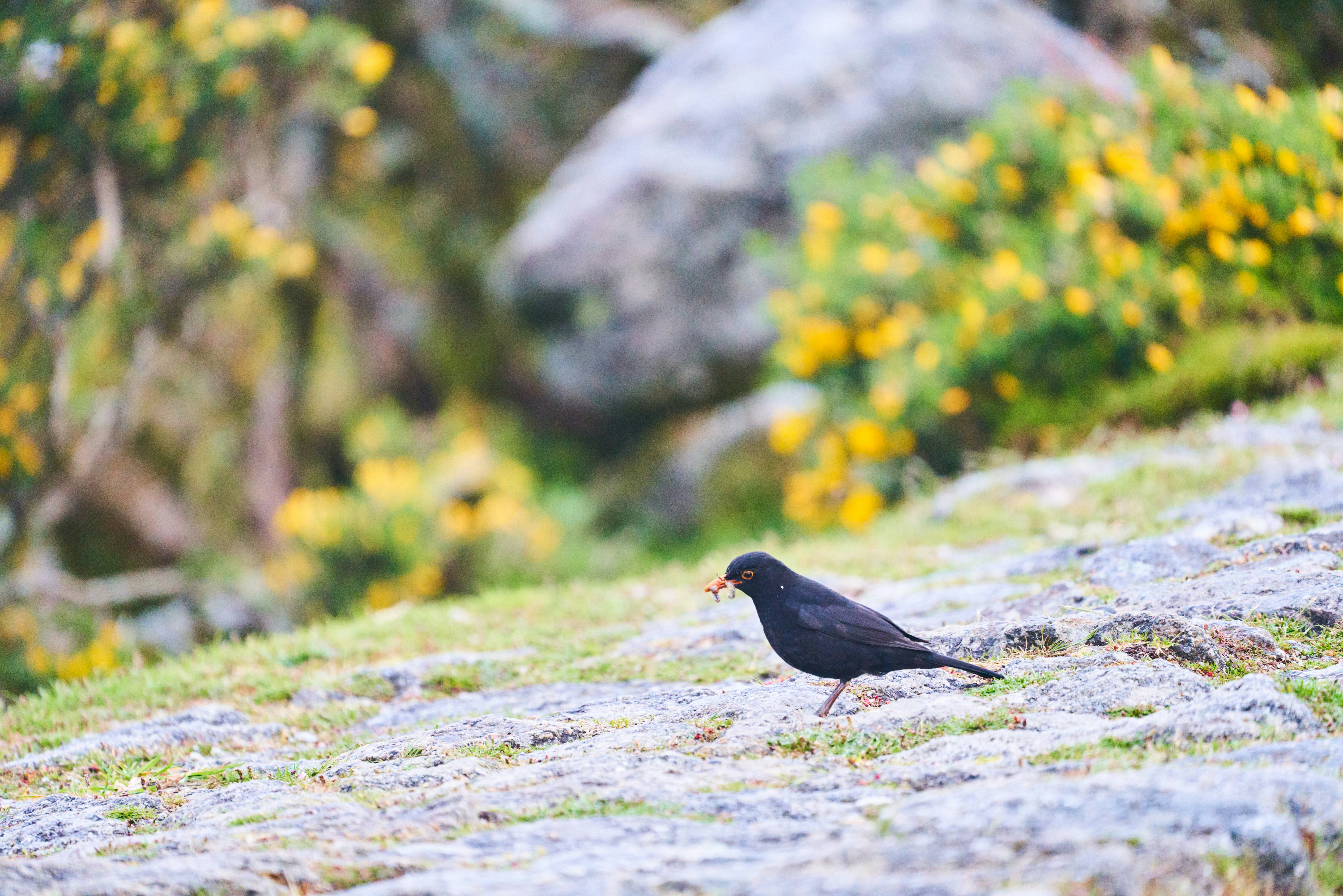 A lone blackbird on a sunlit rocky slope