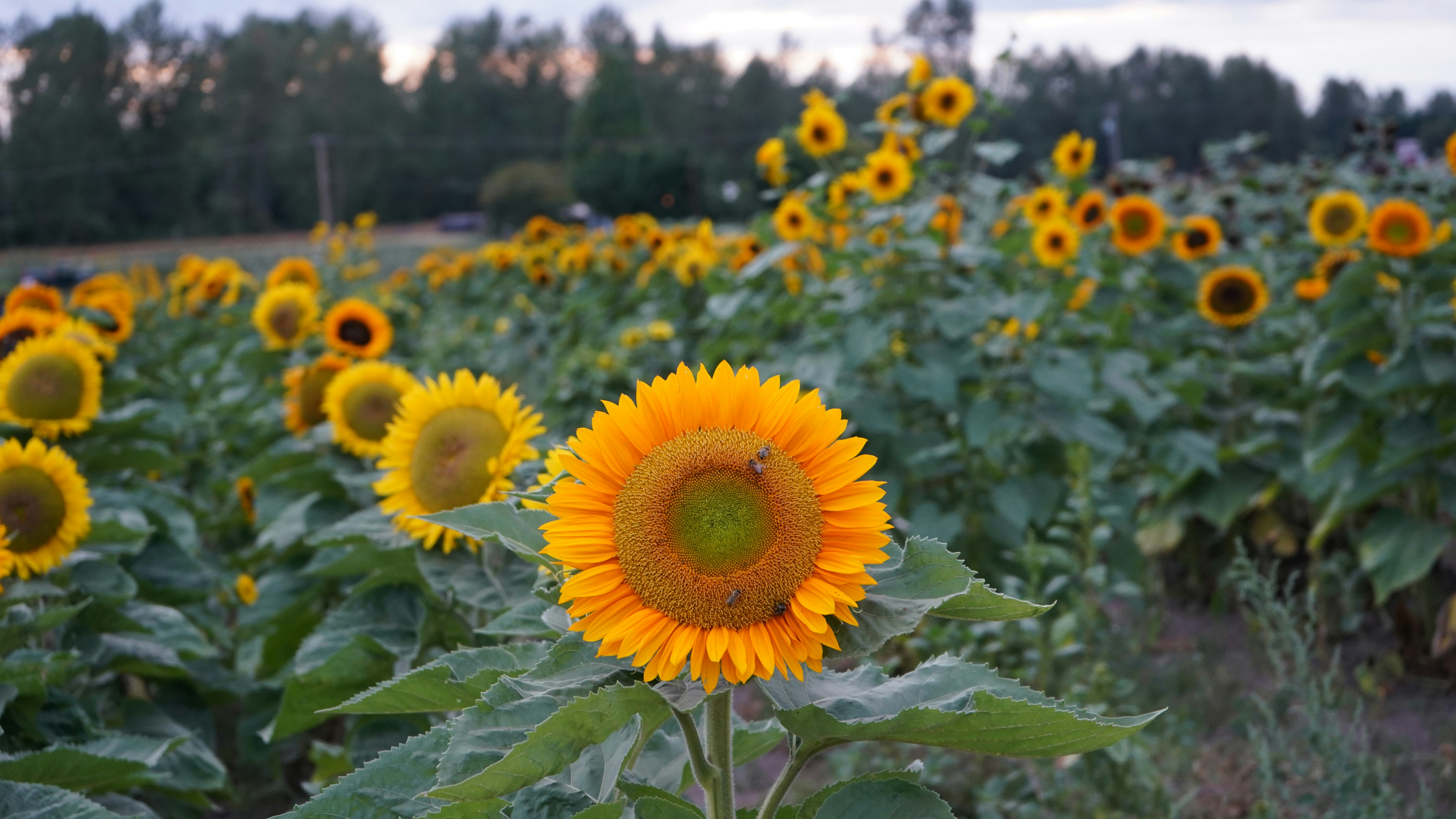 Golden Crown: A Sunflower Focus in a Sea of Stems