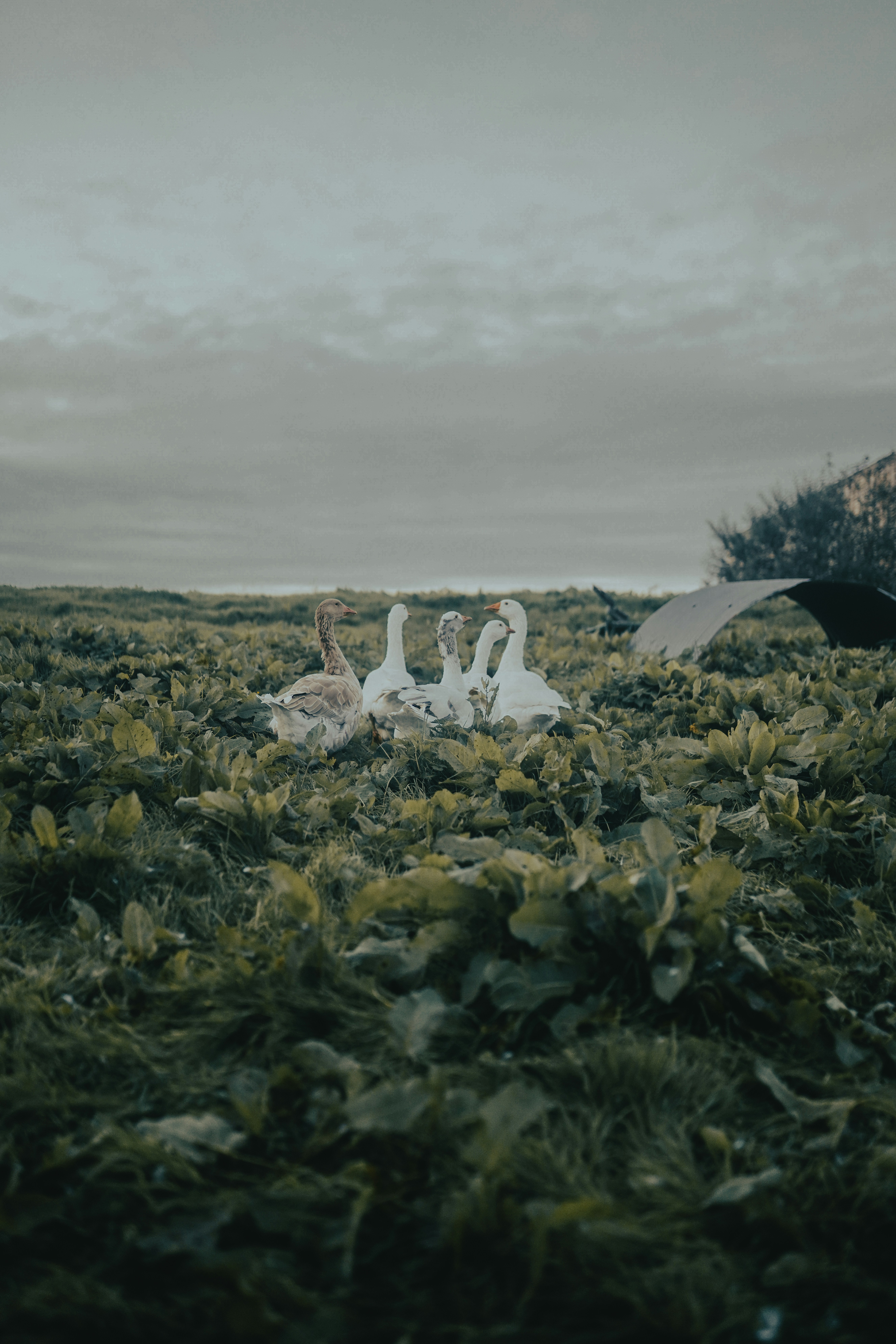 Gathering Swans Amid Dense Scrub Beneath a Moody Sky