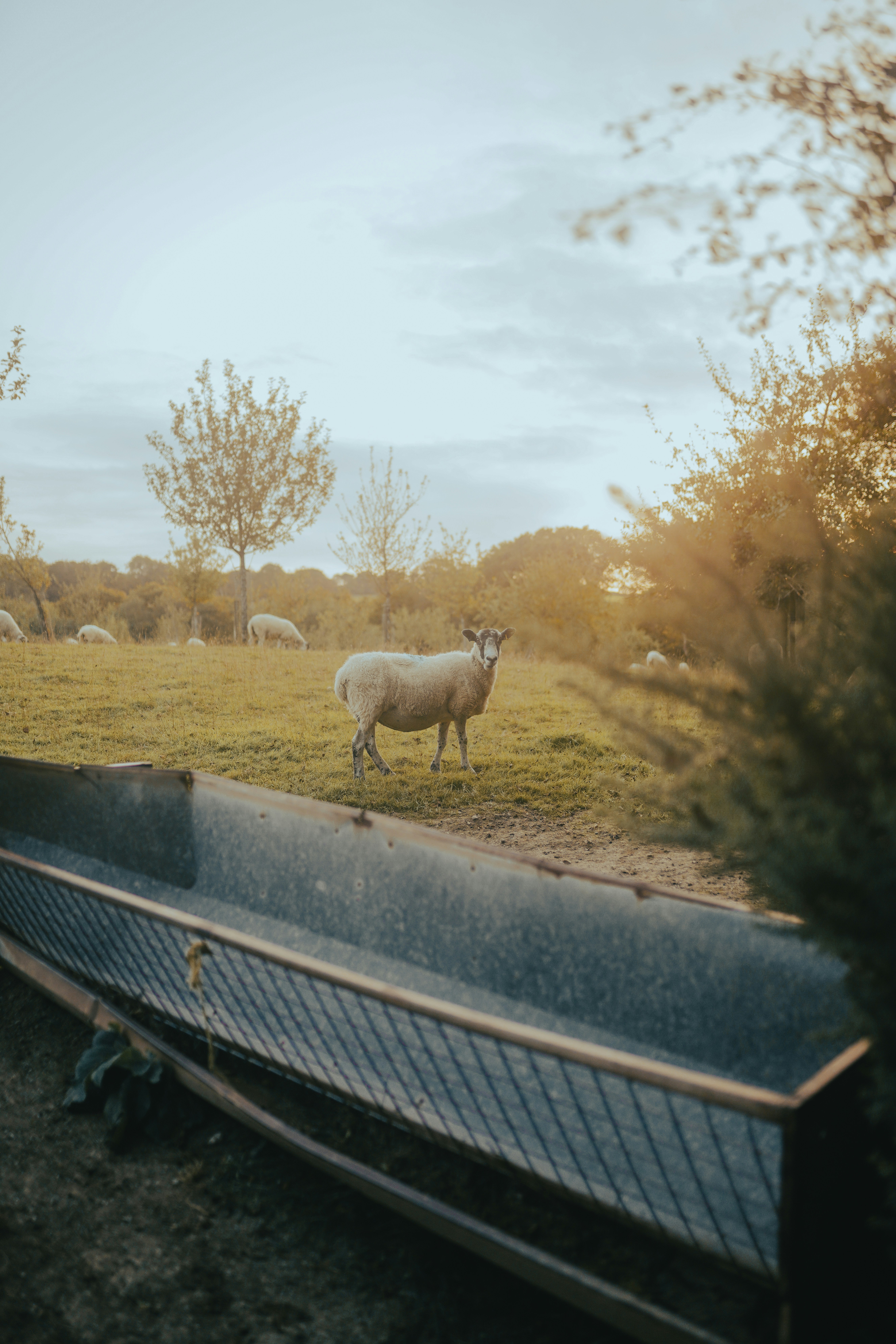 Golden Hour Flock: A Solitary Sheep by the Weathered Fence