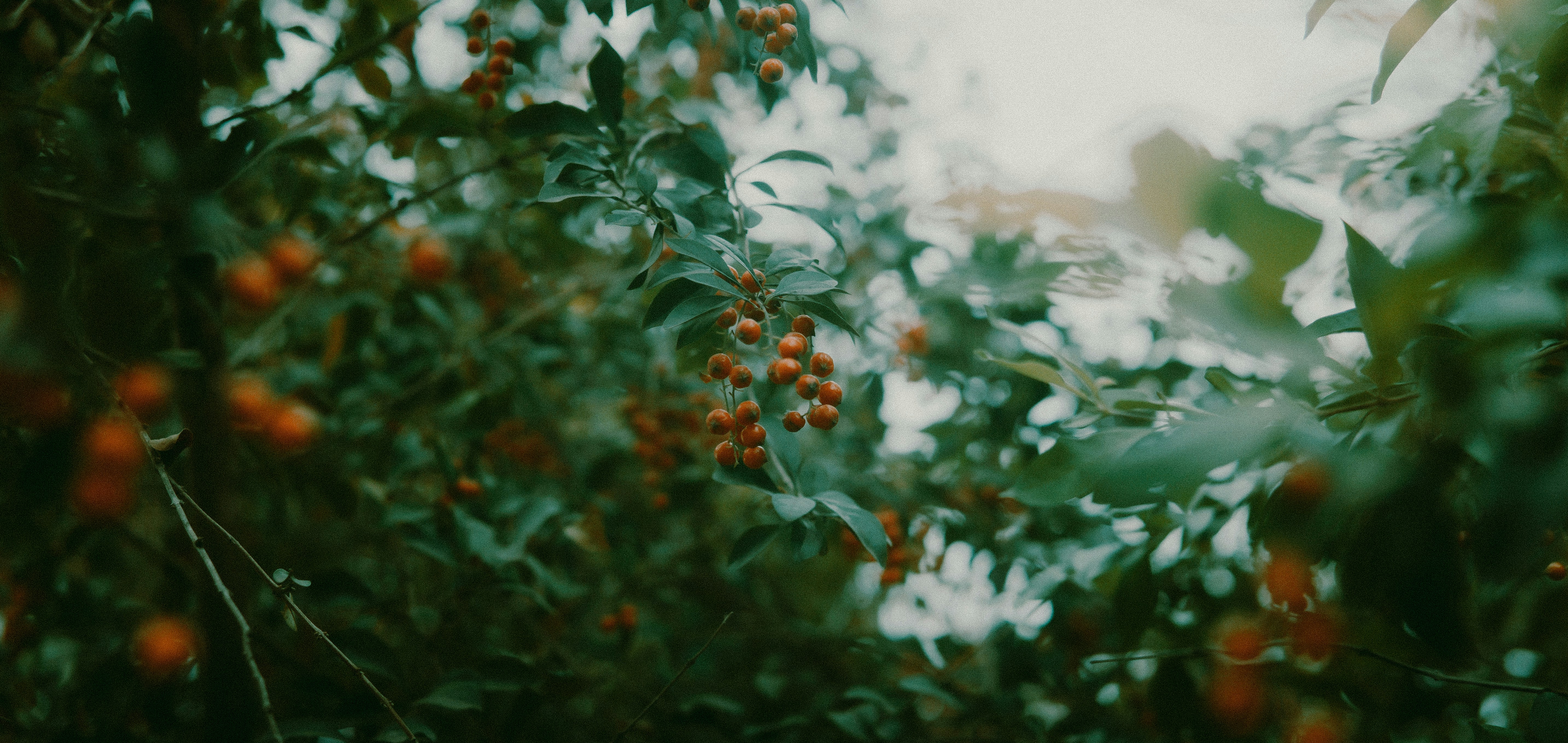Hidden Clusters: Orange Berries Among Dense Foliage