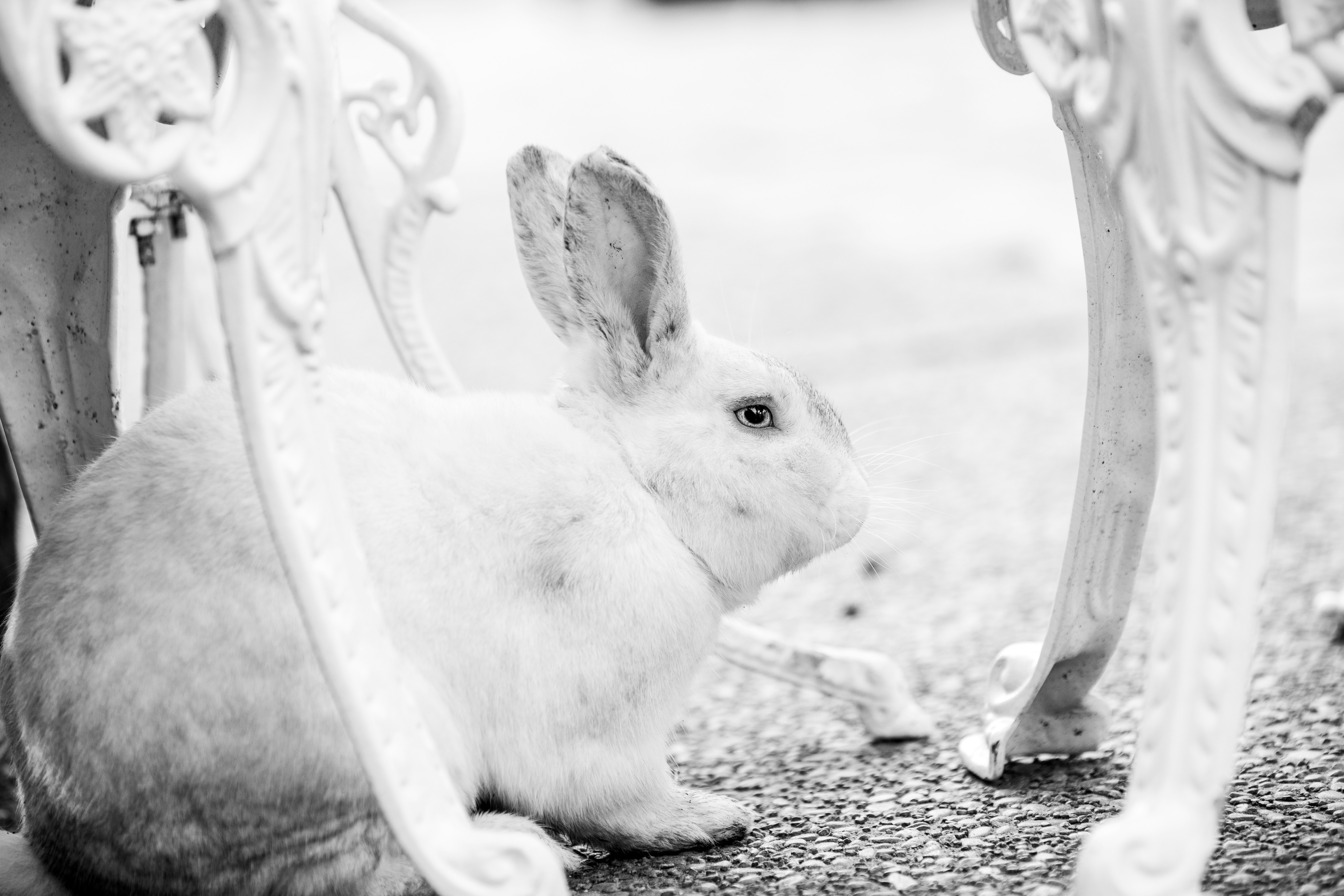 Whisper Beneath the Iron Lattice: Rabbit in Monochrome