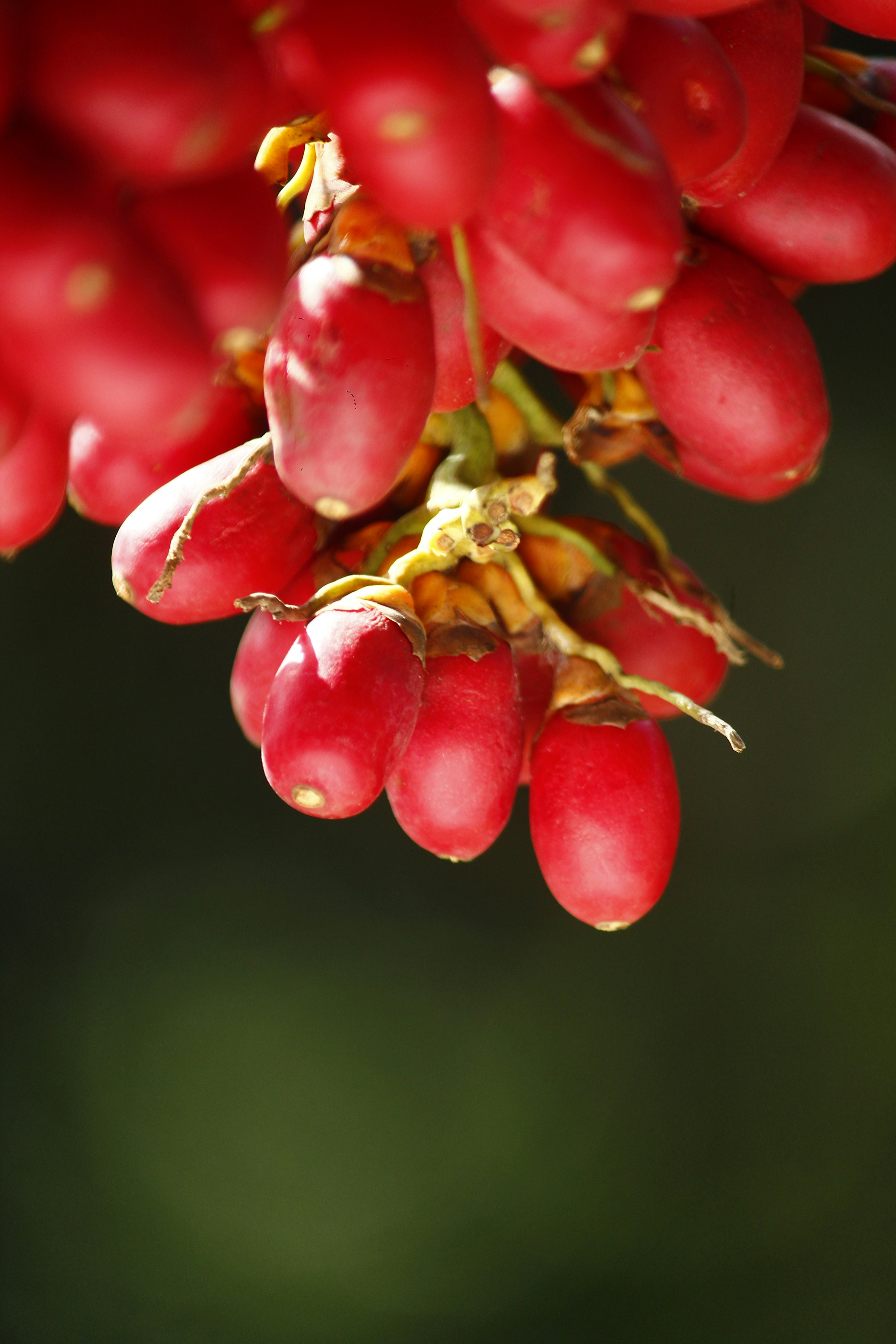 Froots Pictures | Download Free Images on Unsplash