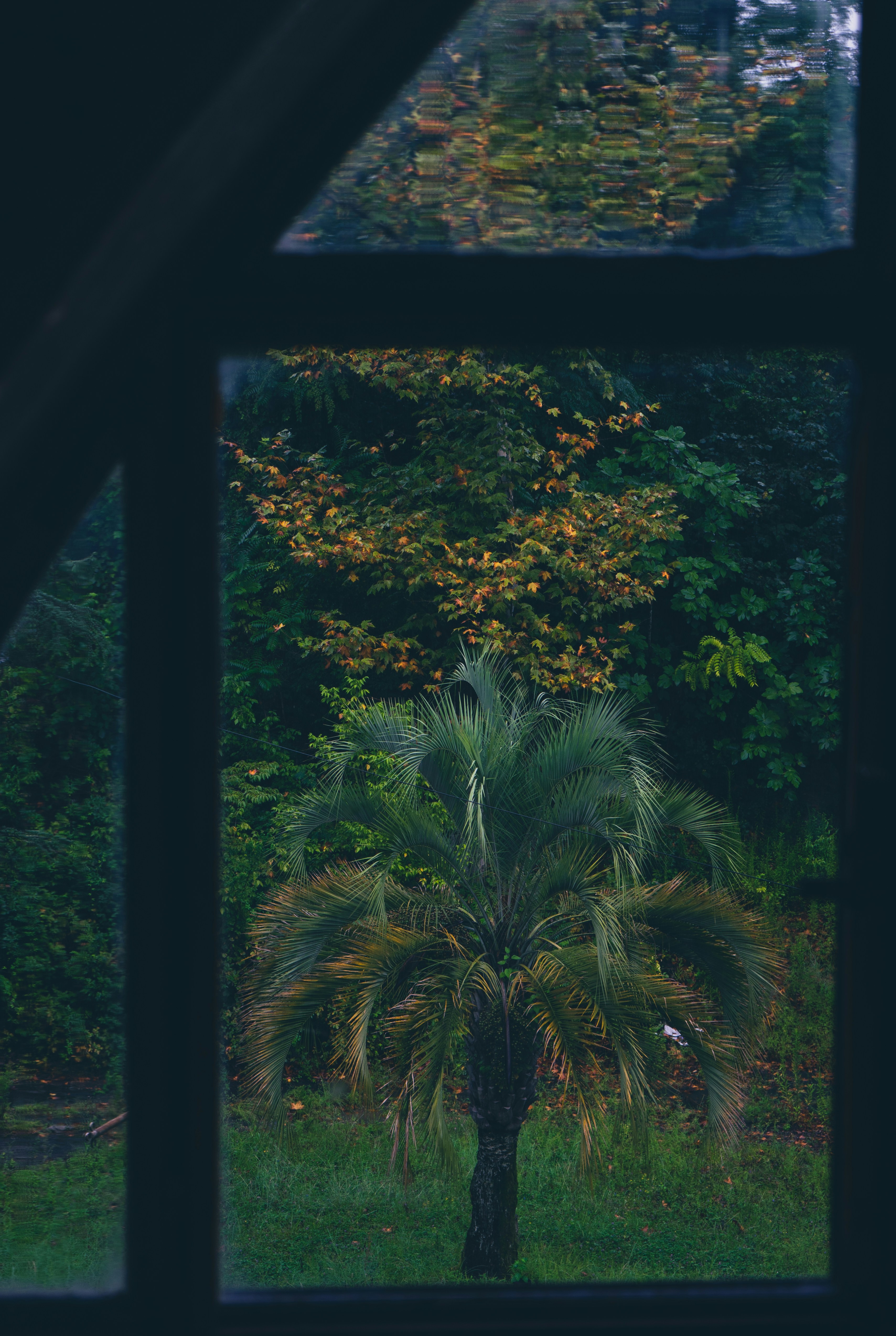 Palm tree framed by a window, surrounded by lush greenery and autumn foliage. Reflections add depth to the scene.