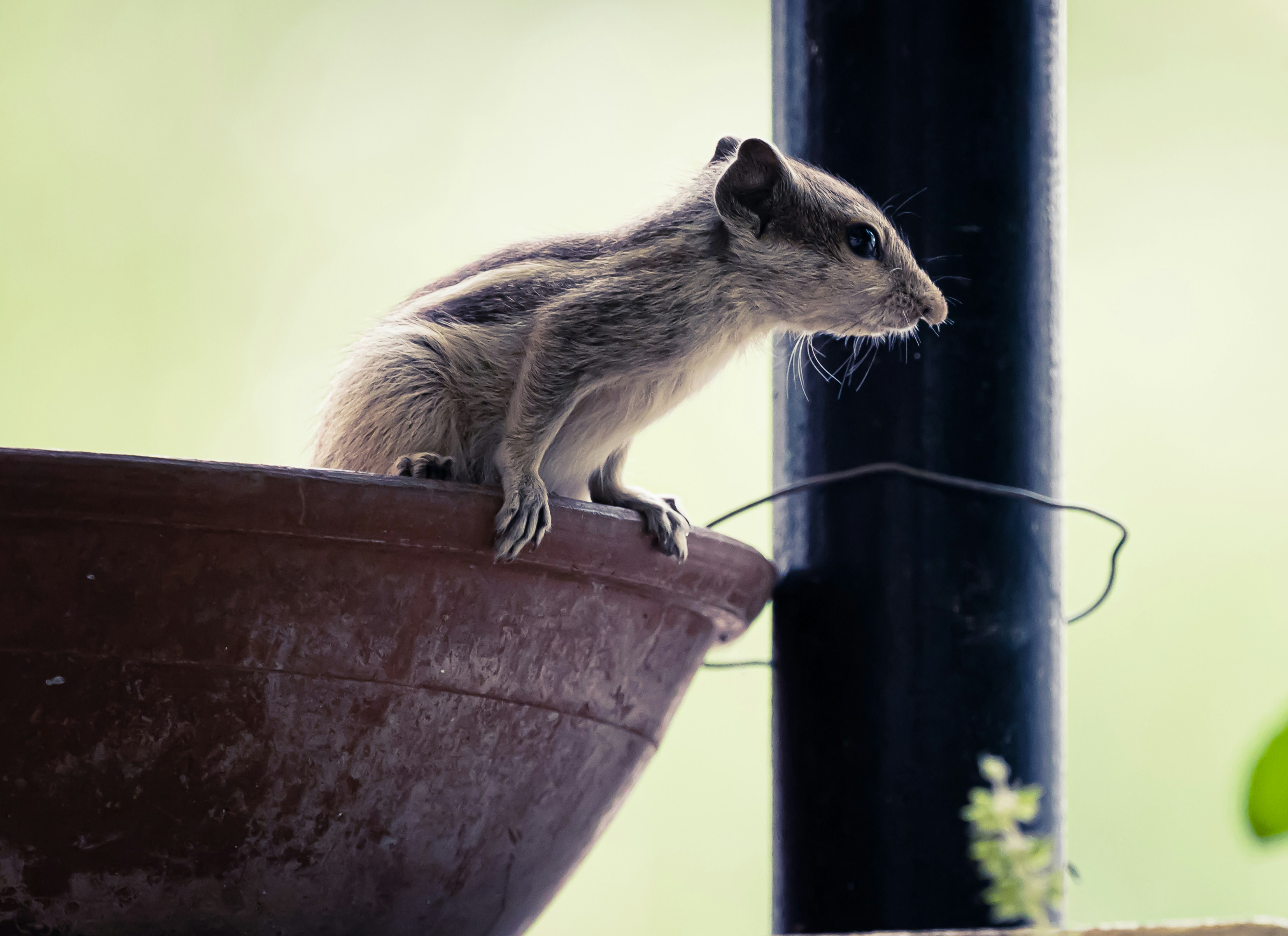 Curious Squirrel Perched on a Weathered Planter Beside a Sturdy Post