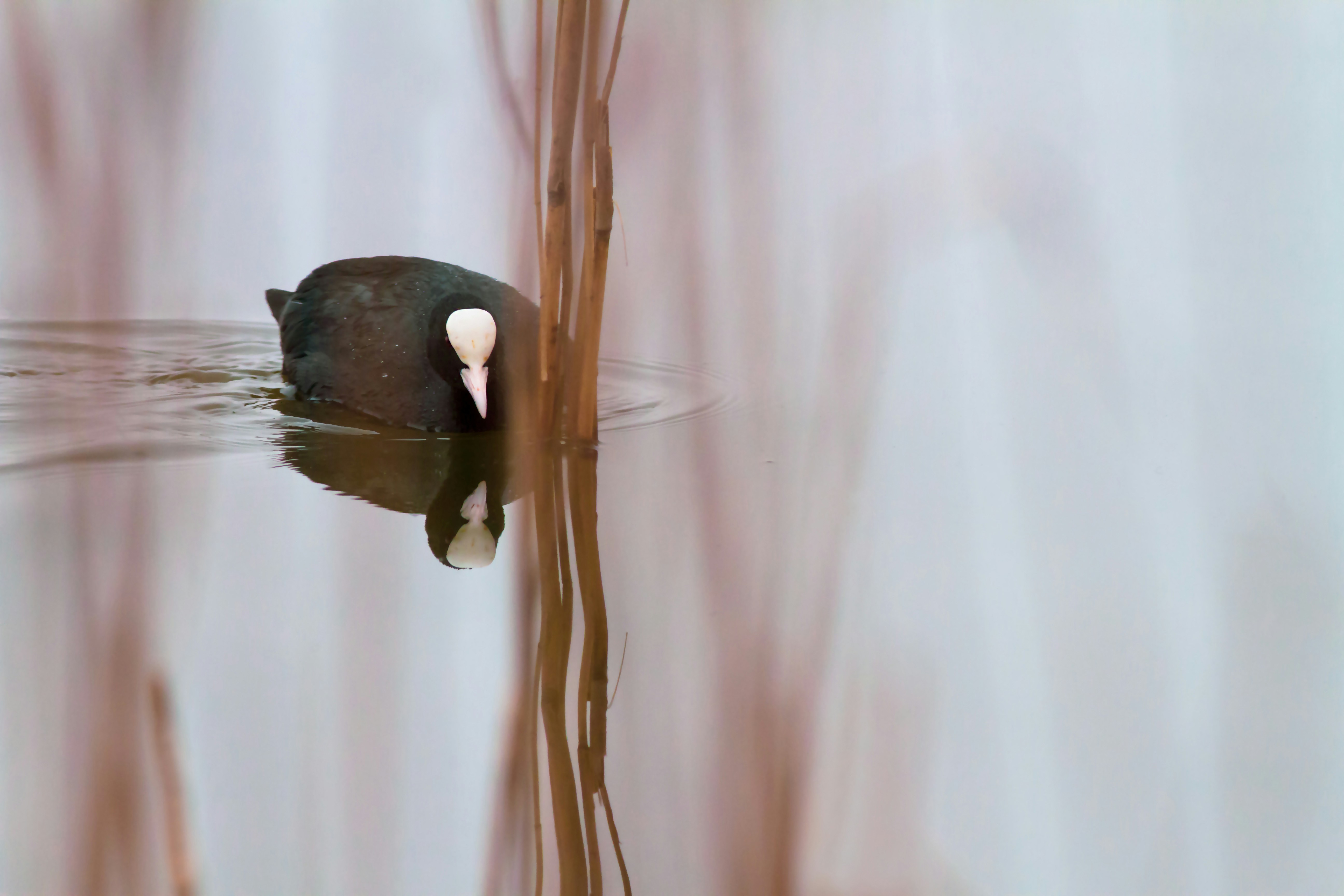 A waterbird glides gracefully on a still pond, its reflection merging with the surrounding reeds. Soft colors create a tranquil atmosphere.