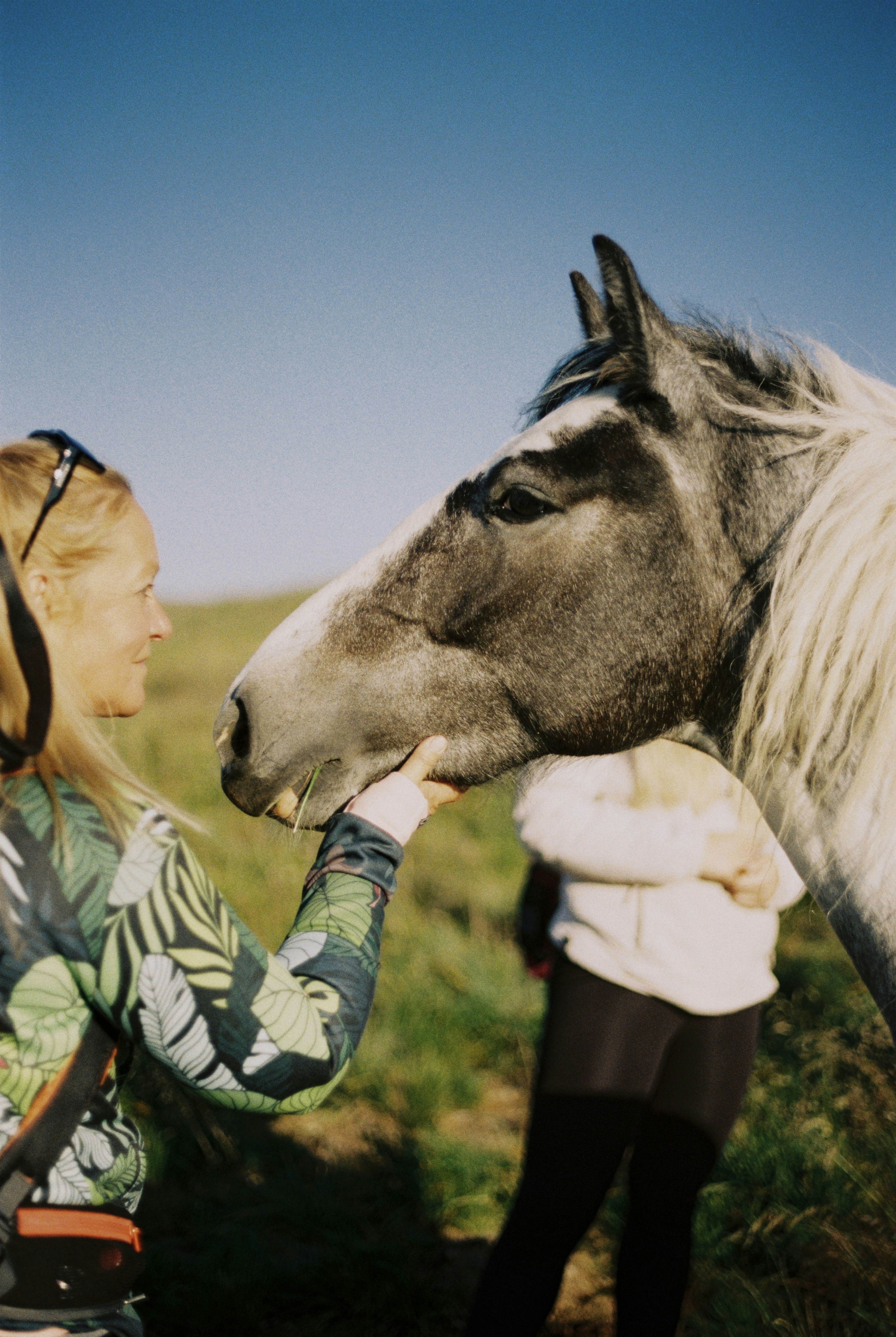 A woman gently touches the nose of a gray horse, highlighting the bond between human and animal in a serene outdoor setting.