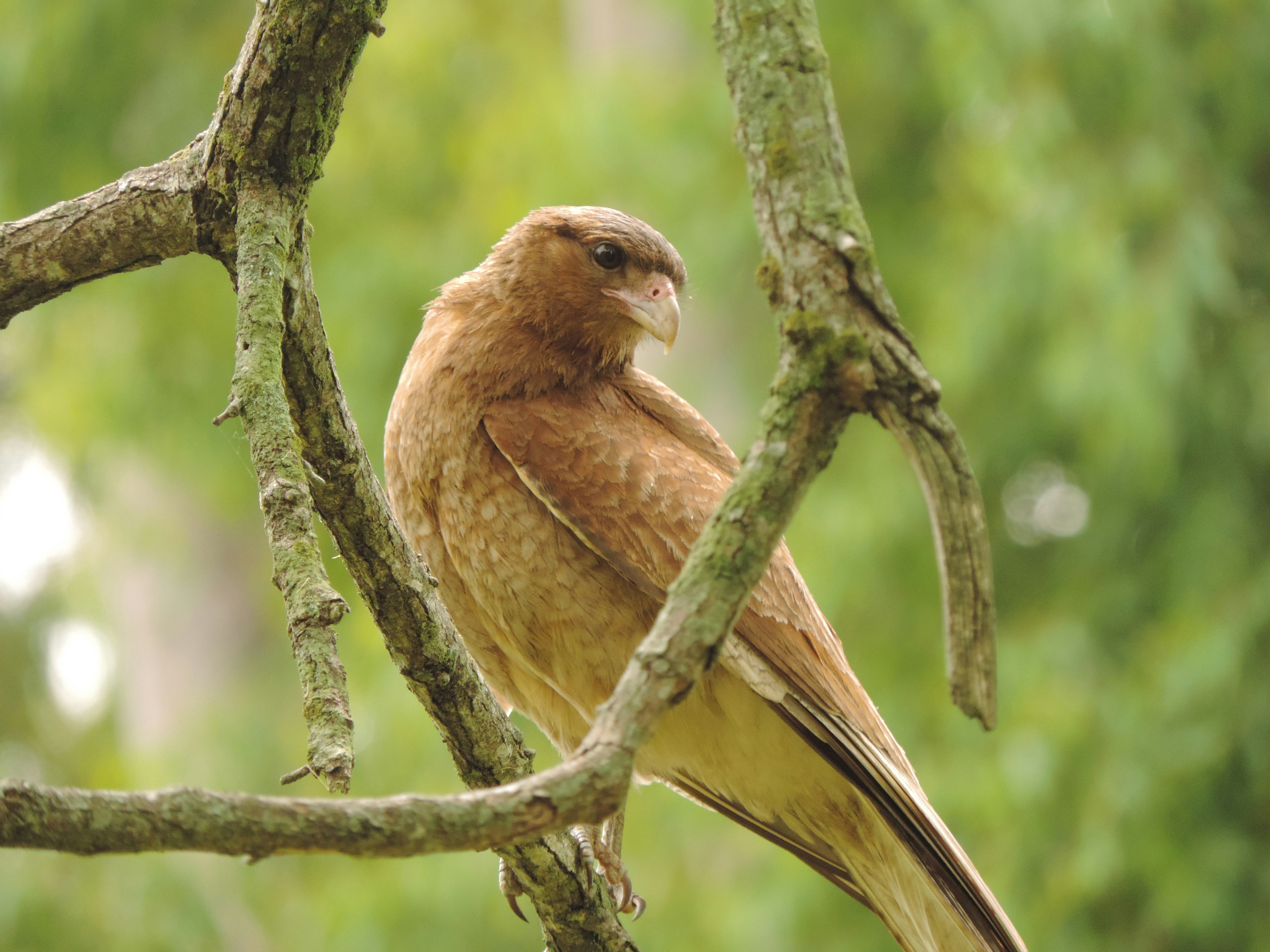 Perched Ember: a brown bird resting amid twisting branches