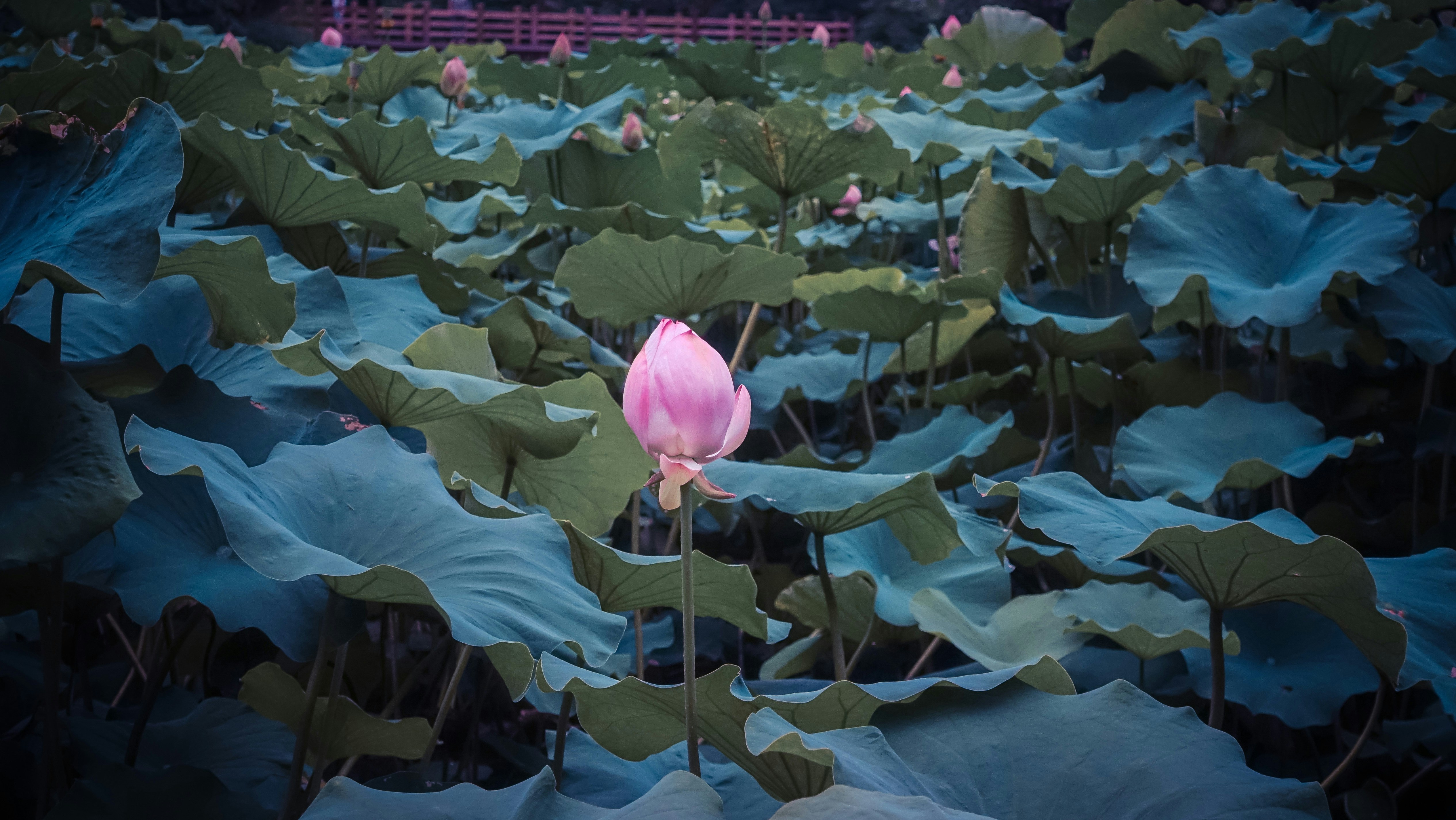 Previous lotus
