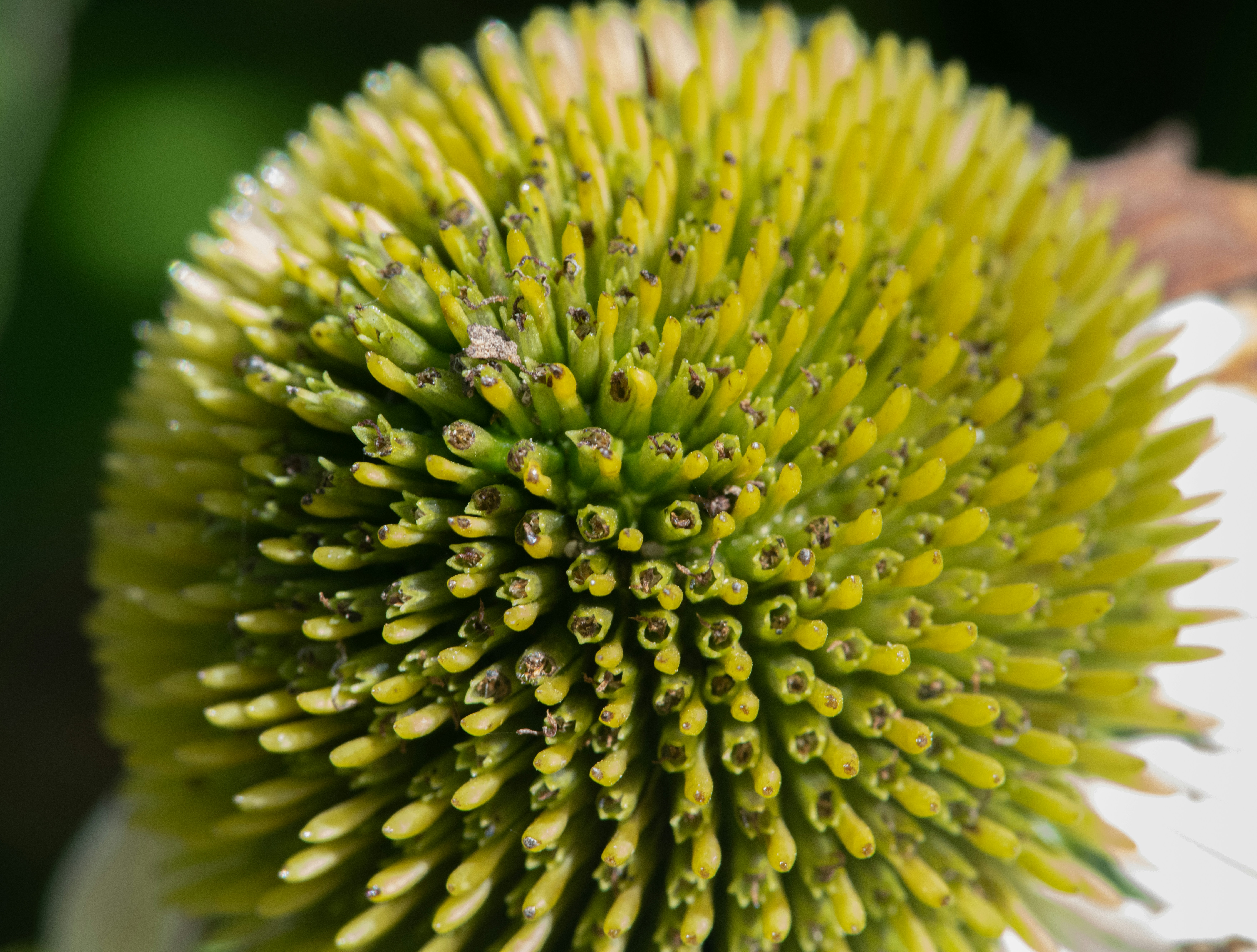 Close-up view of a flower's seed head, showcasing a dense arrangement of green structures radiating from a central point.