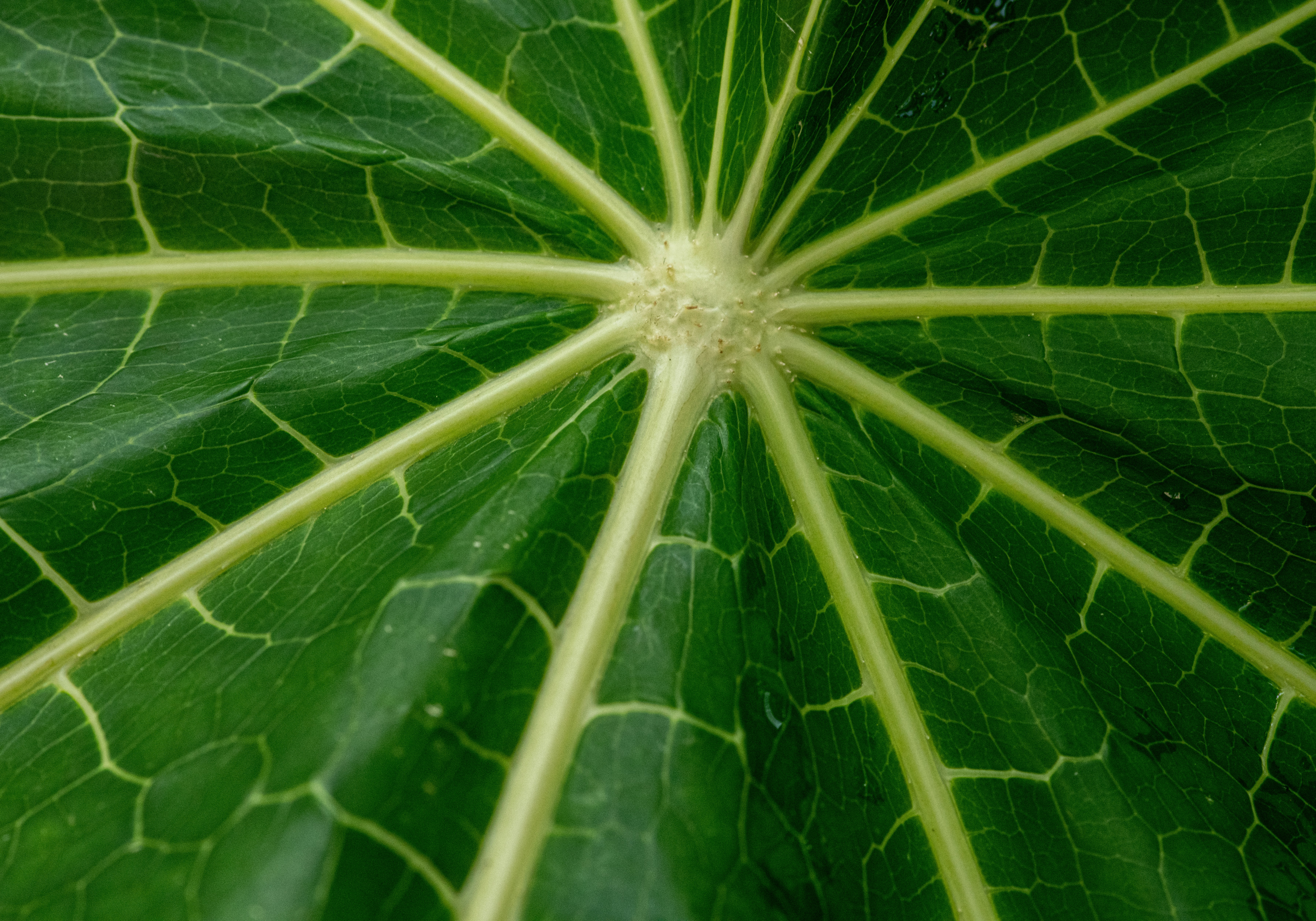 Radial Vein Portrait: Macro Close-Up of a Leaf's Central Venation