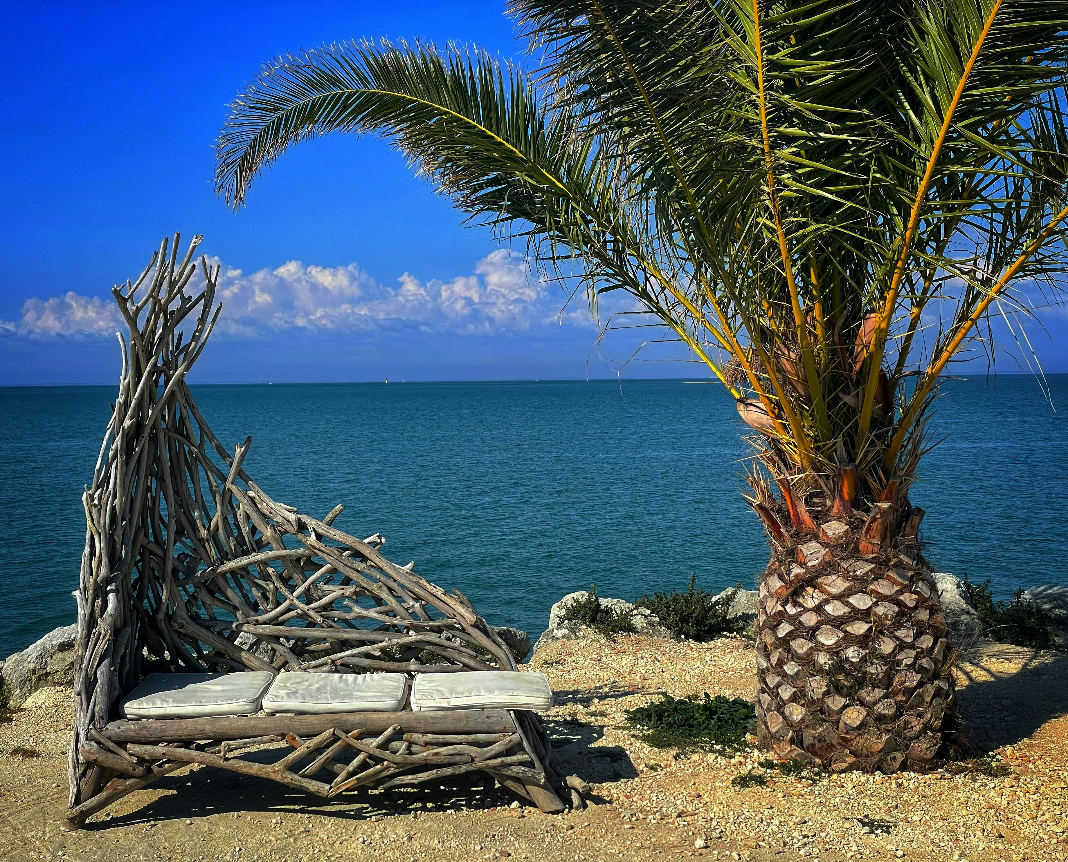palm tree near body of water during daytime