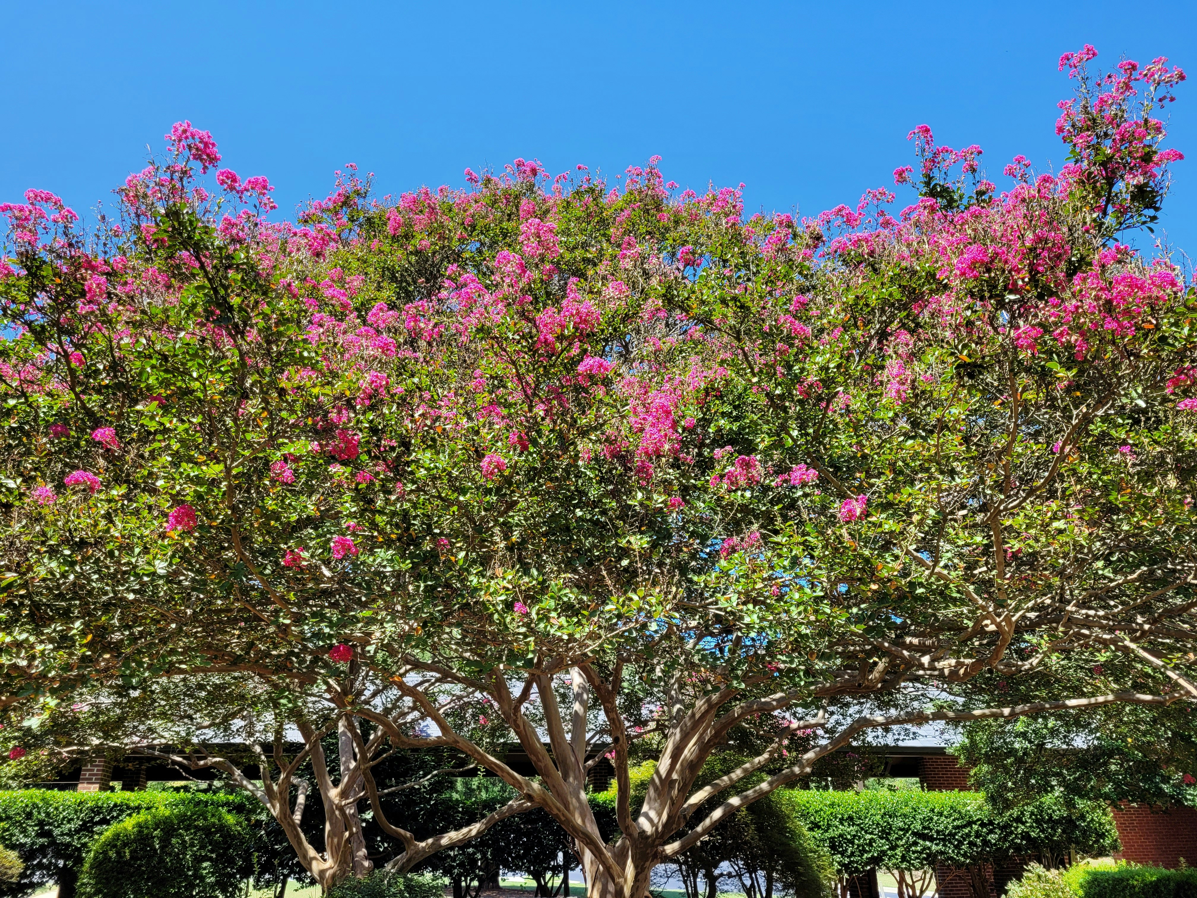 Vibrant pink flowers blooming on a large tree under a clear blue sky, showcasing the beauty of nature in full bloom.