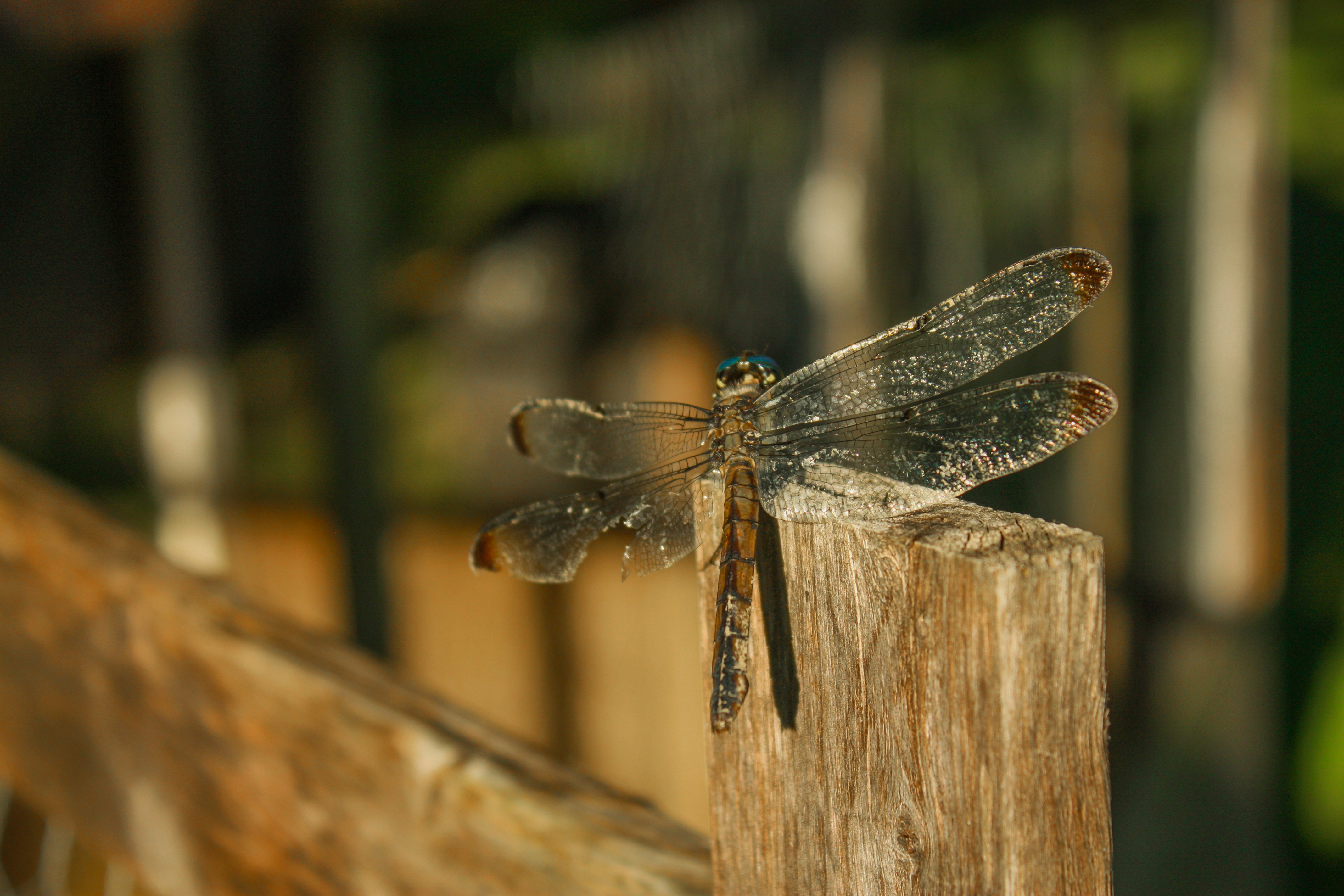 A dragonfly sitting on top of a wooden post photo – Free Dragonfly ...