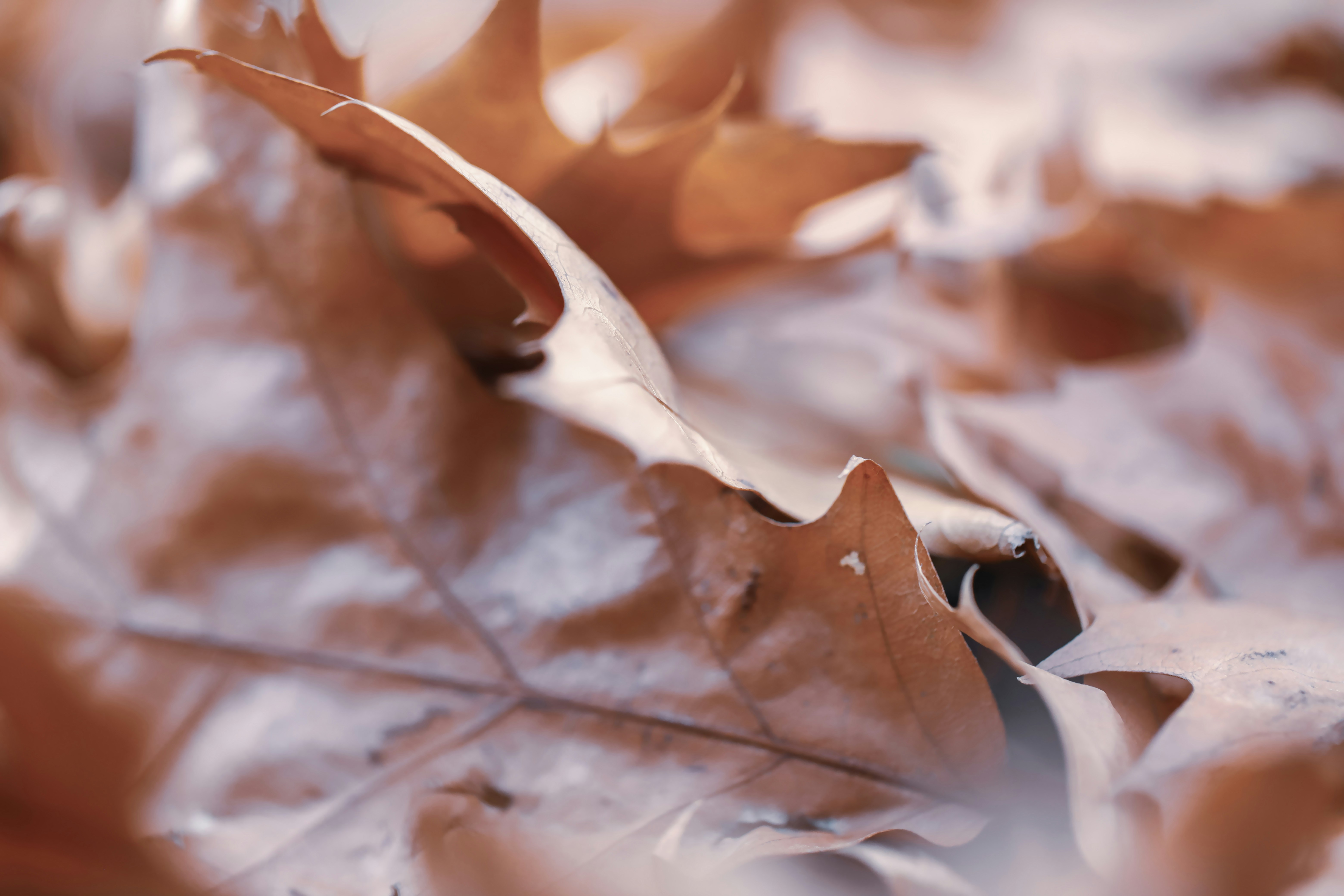 A close-up view of fallen autumn leaves, showcasing their intricate textures and warm hues. The scene evokes the serene transition of seasons.