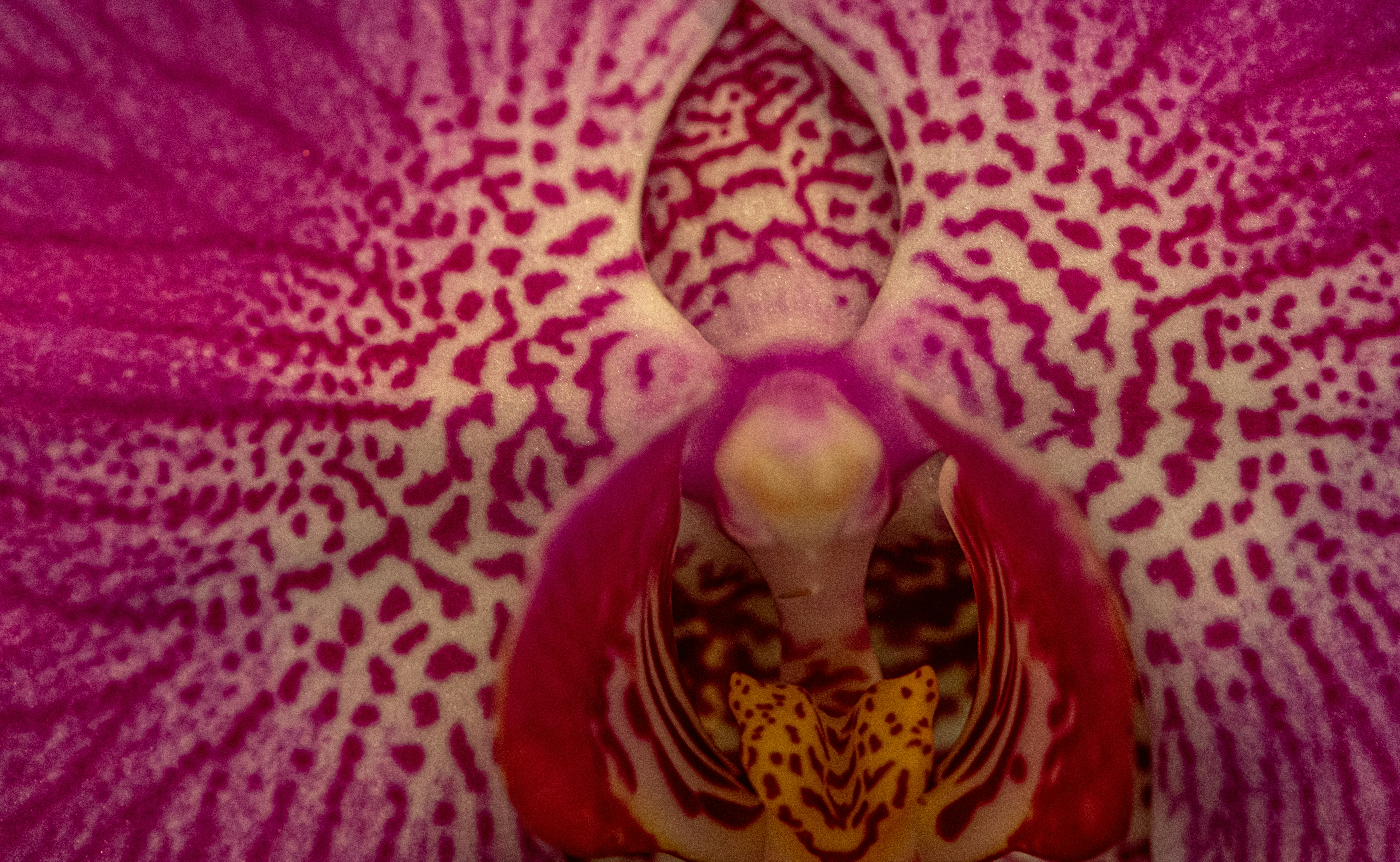 Crimson Lattice Within: A Close-Up of a Magenta Orchid's Lip
