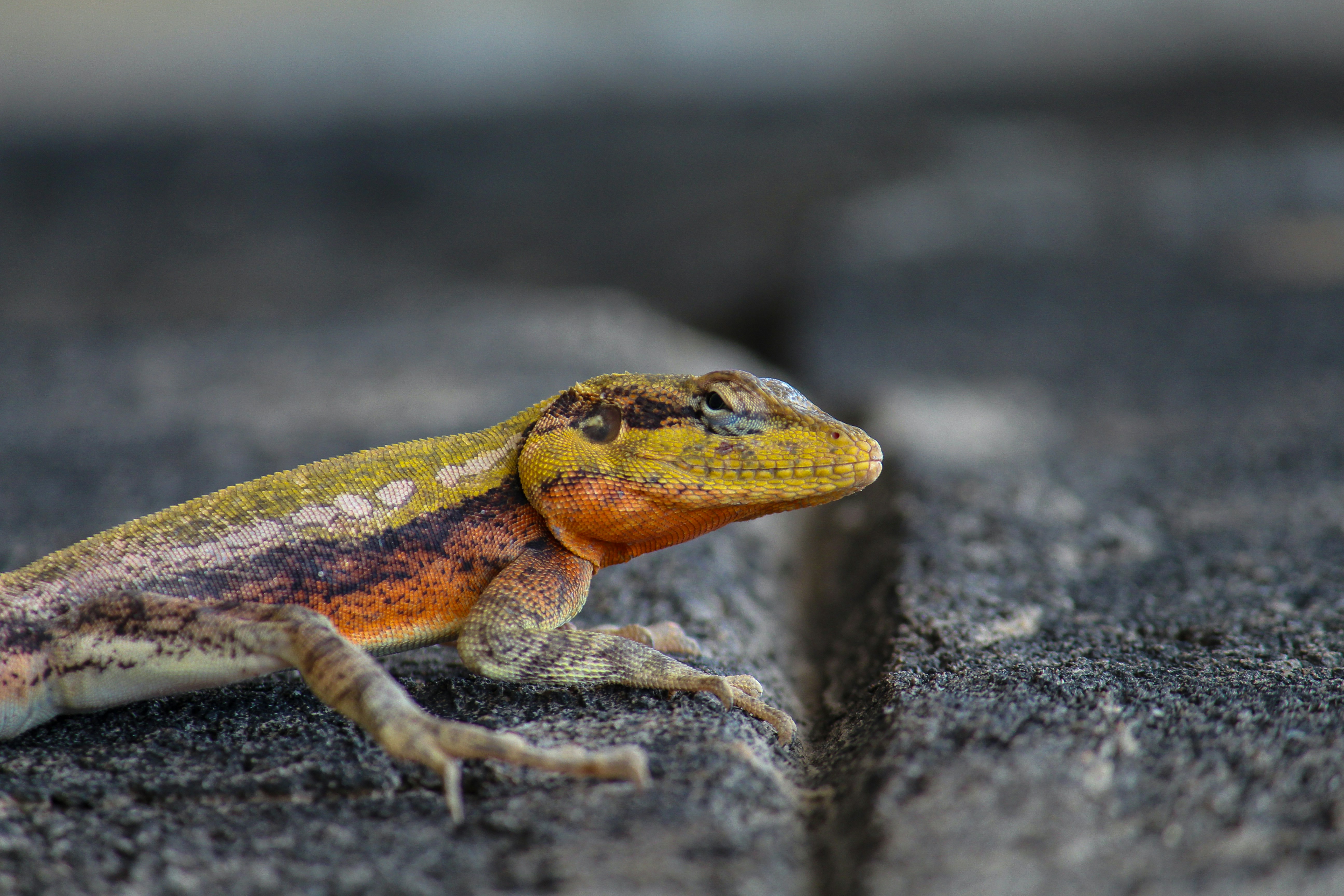 Ember Gecko on Weathered Granite: A Study in Color and Texture