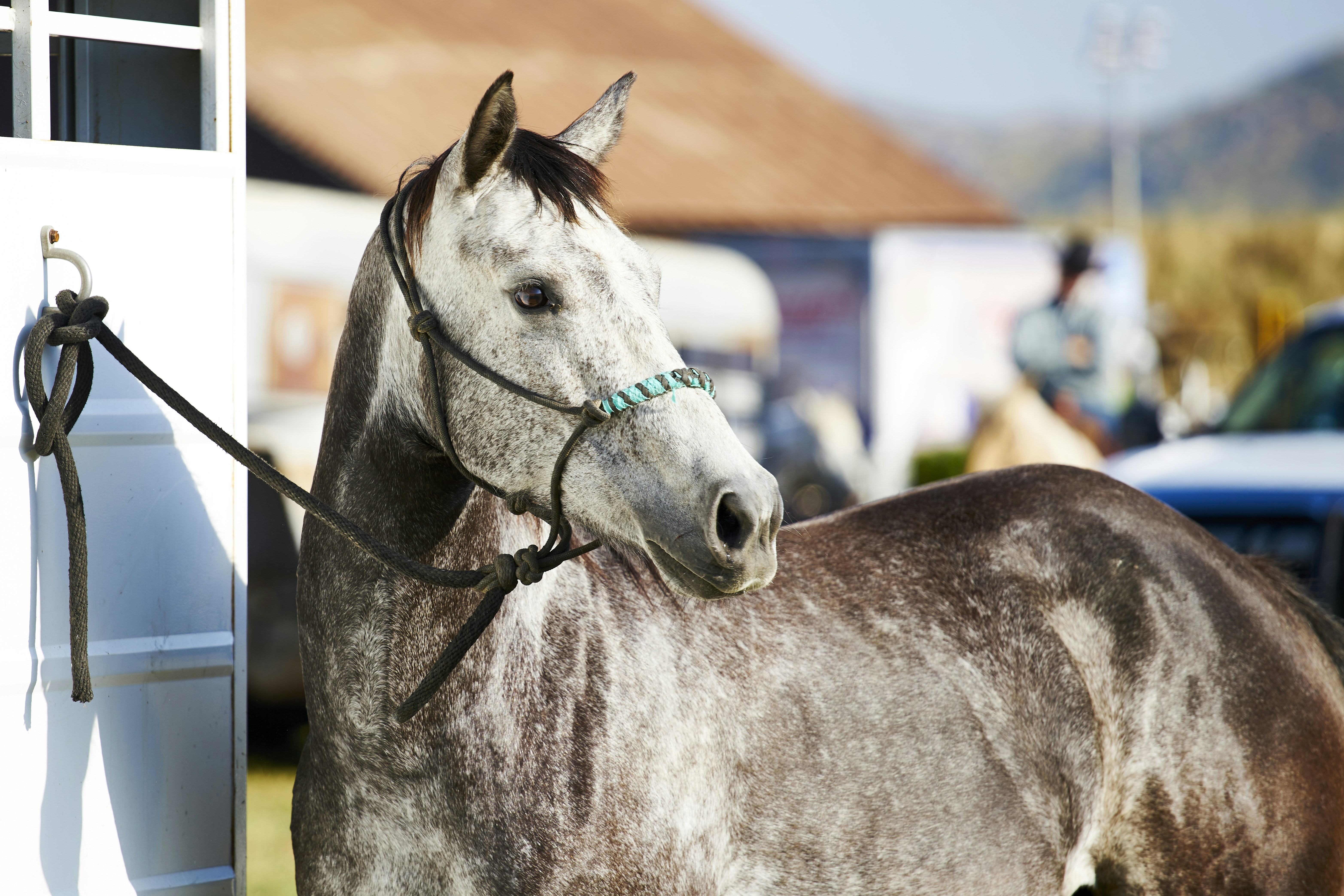 Grey Equine Portrait at a Rural Fairground