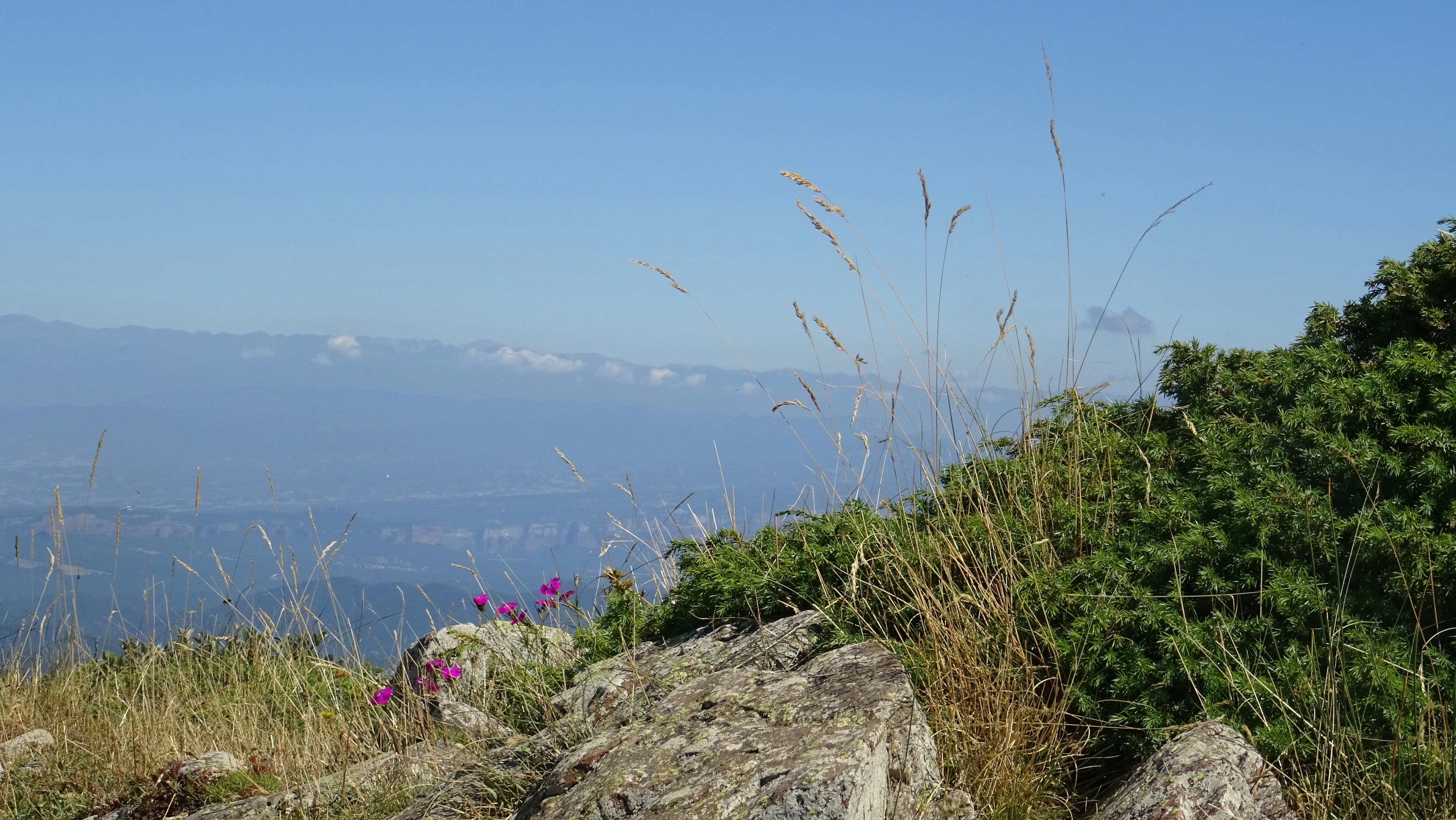 Wildflowers and grasses frame rugged rocks against a backdrop of distant mountains under a clear blue sky.