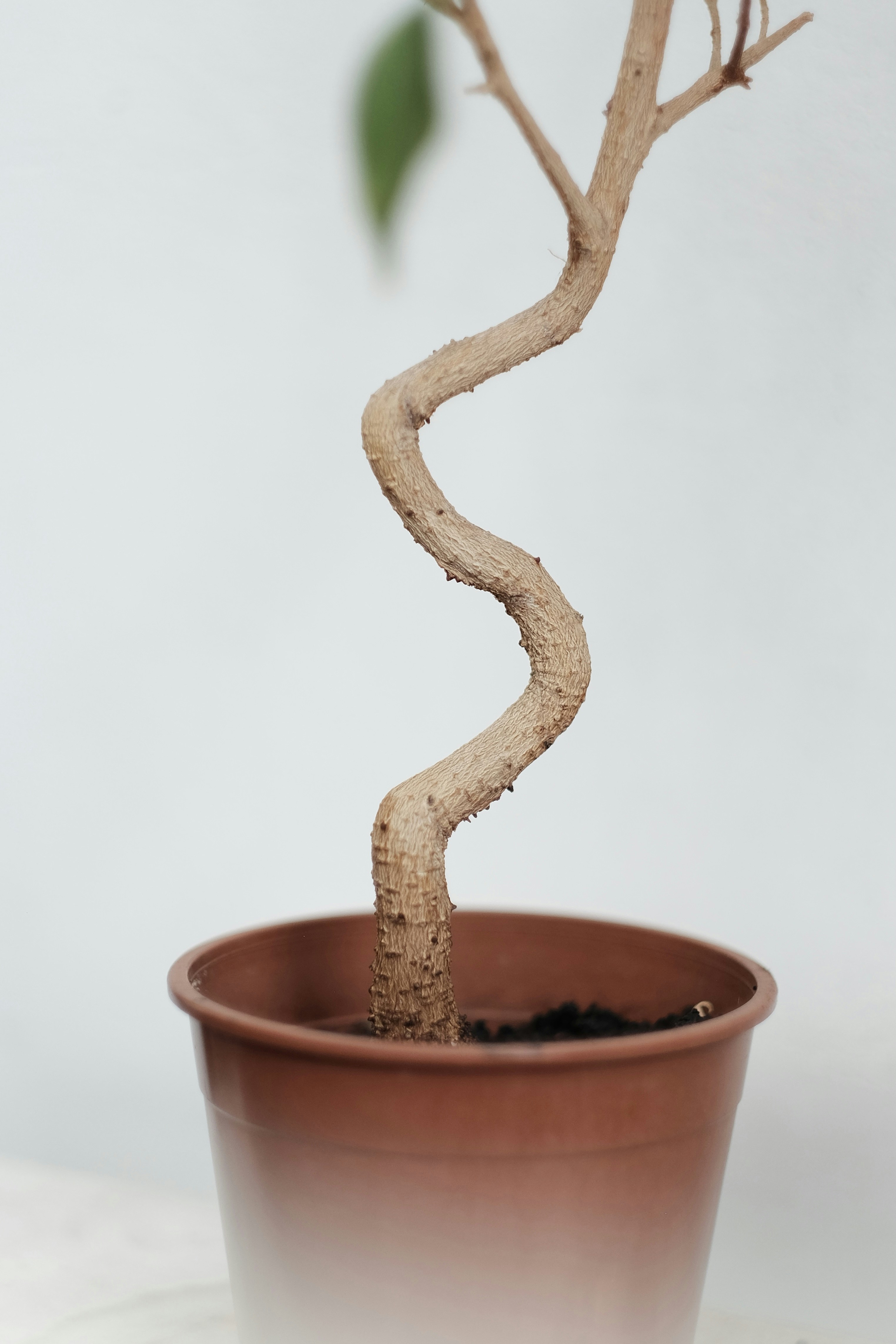 Curved Bonsai Silhouette: A Minimal Studio Study in White