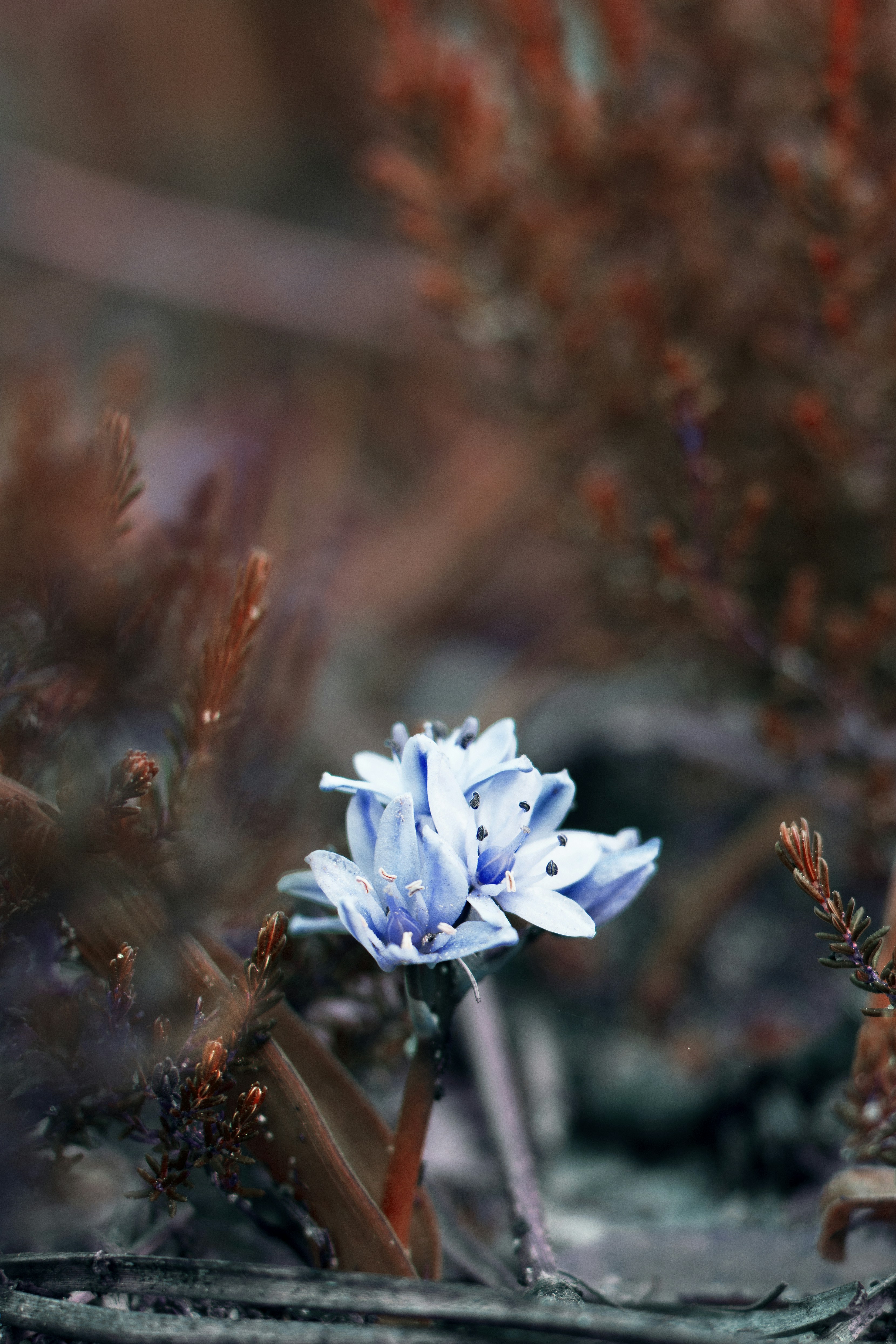 blue flower in tilt shift lens