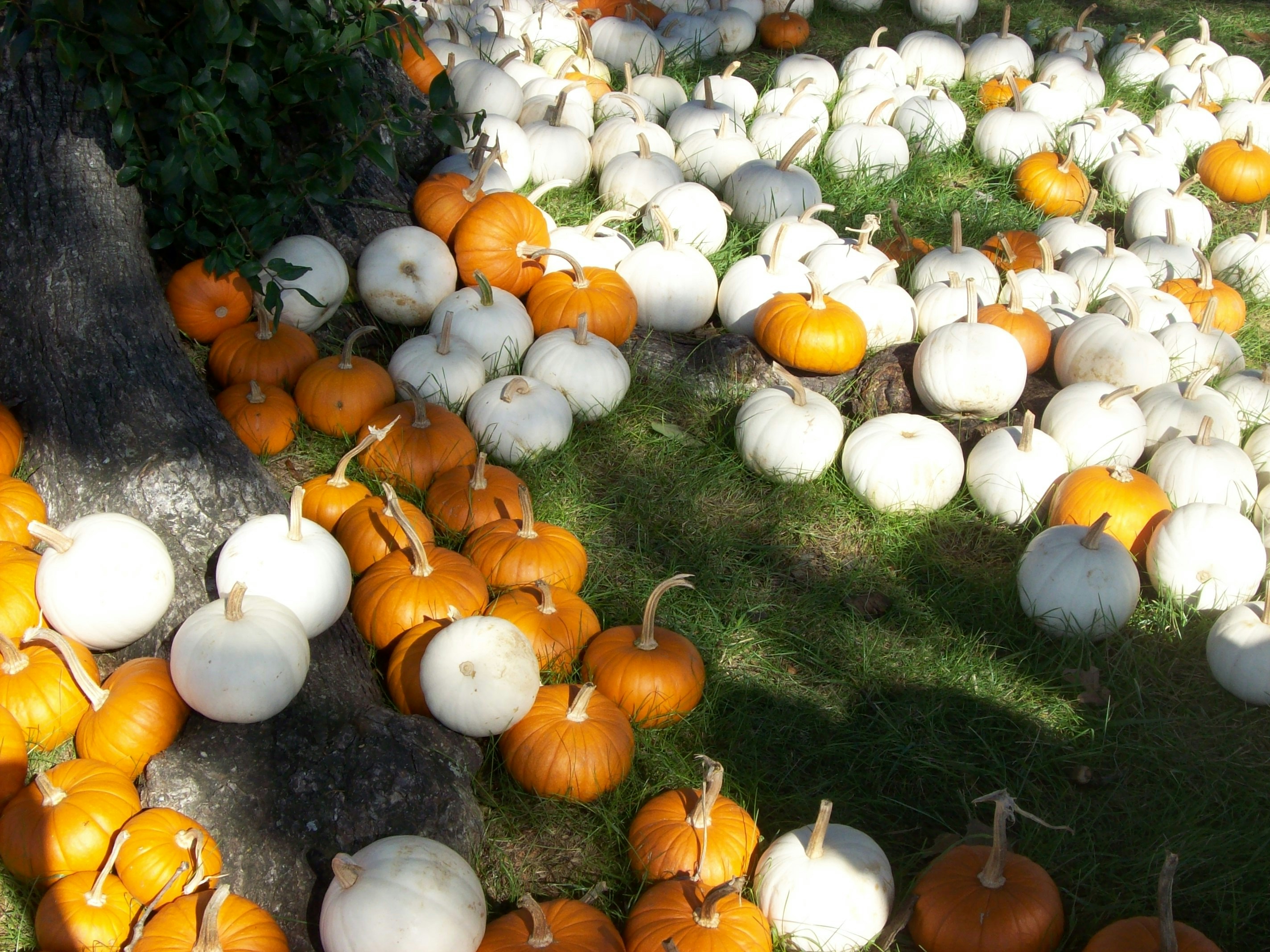A photograph of a pumpkin patch with white and orange pumpkins scattered under a tree, lit by dappled sunlight.