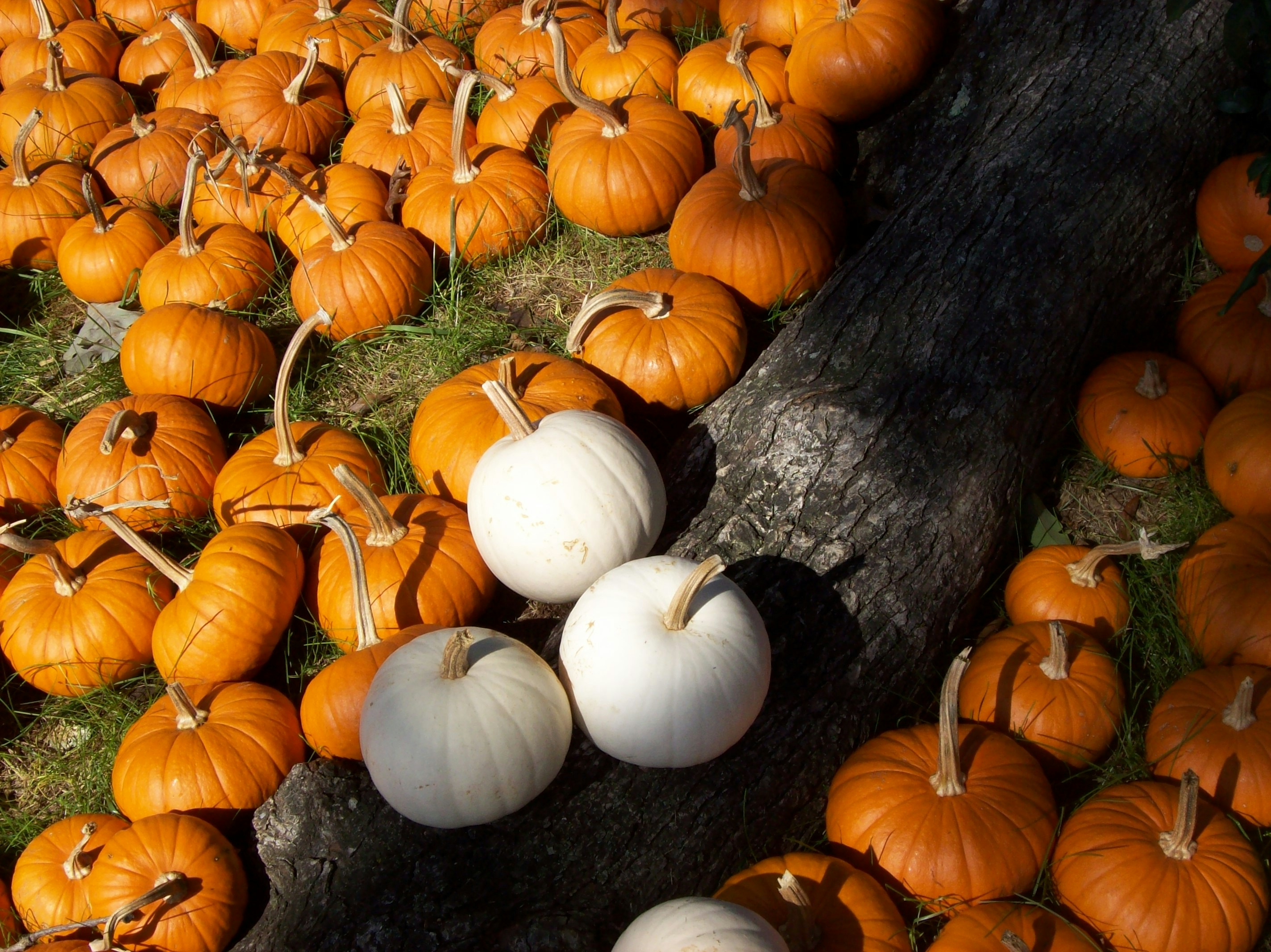 Three ghostly white pumpkins among a sea of orange harvest