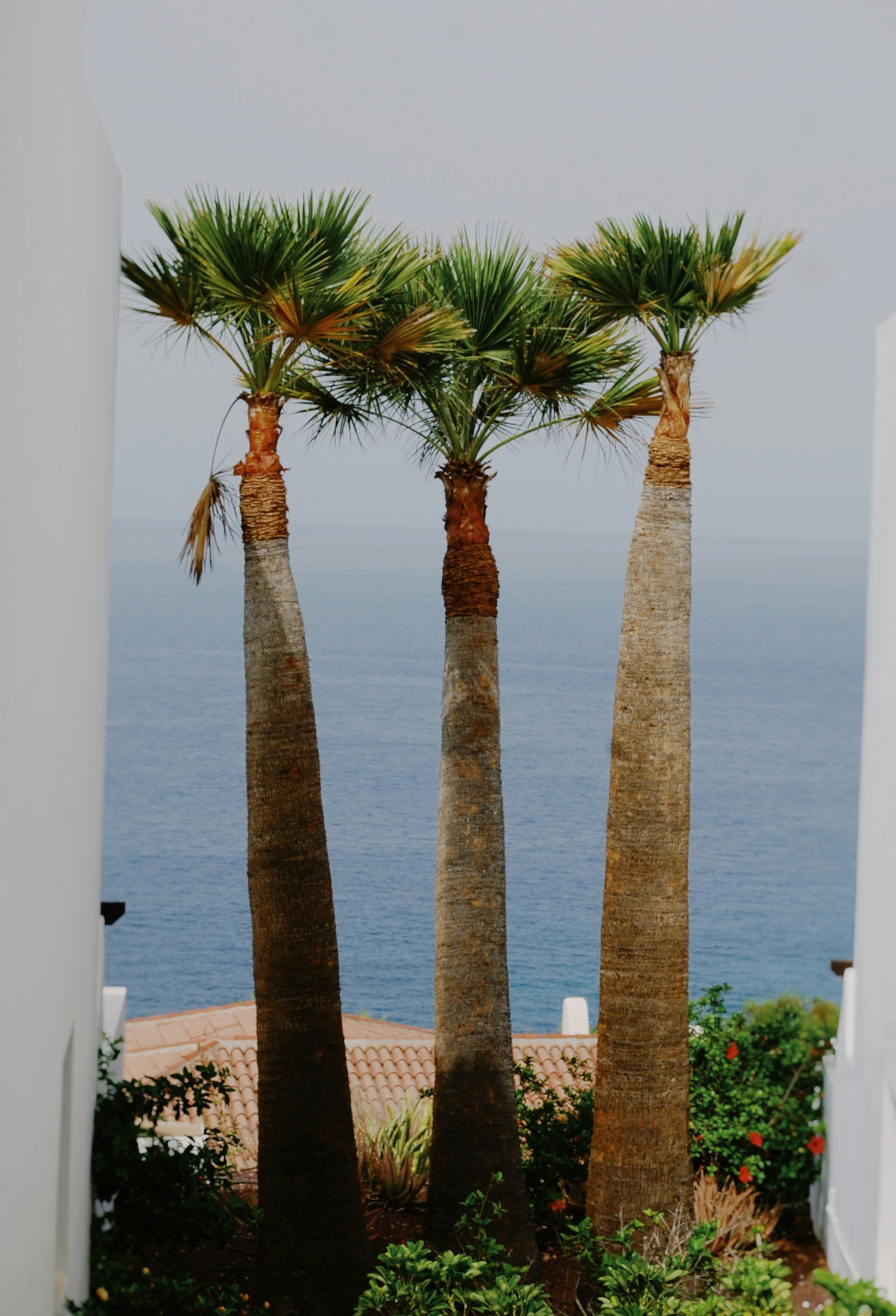 Three tall palm trees stand gracefully against a backdrop of the serene ocean, framed by whitewashed walls and vibrant greenery.