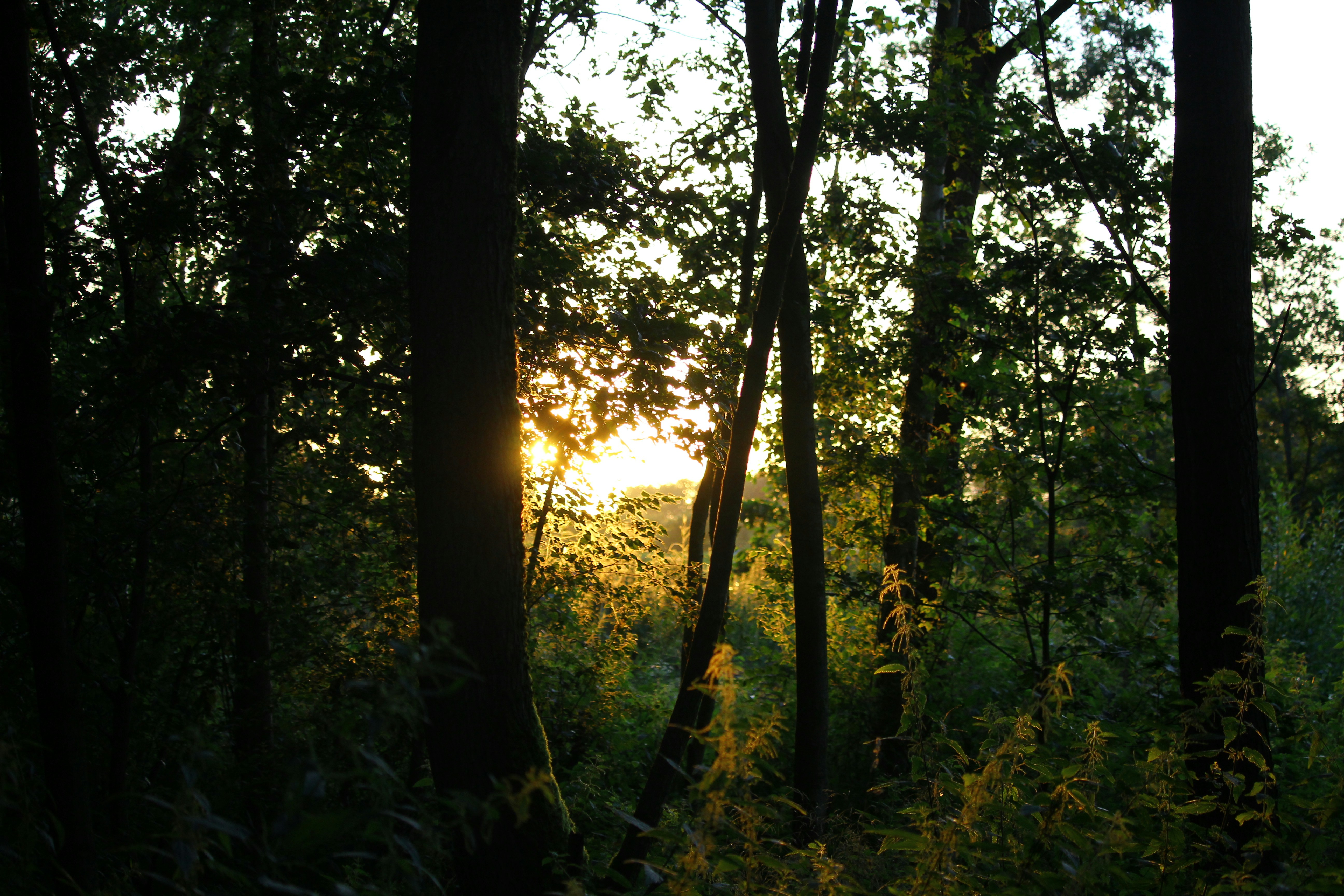 Sun rays coming through trees photo – Free Delft Image on Unsplash