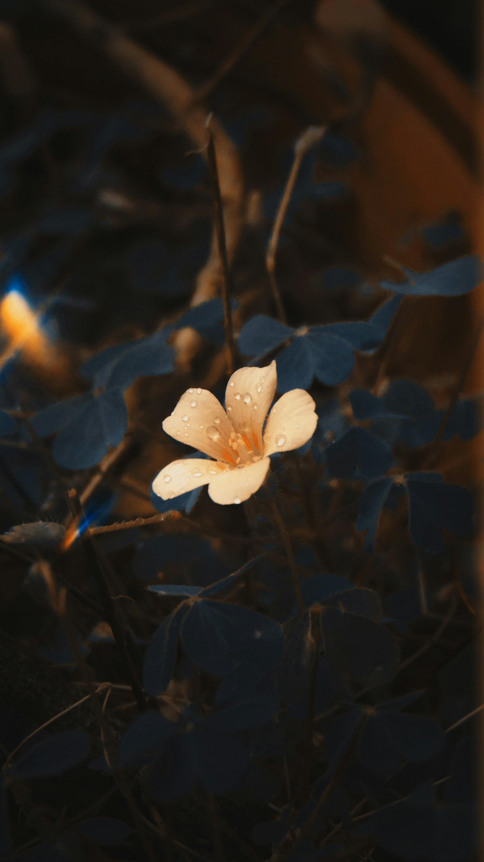 Sample photo from Sony Cyber-shot H300