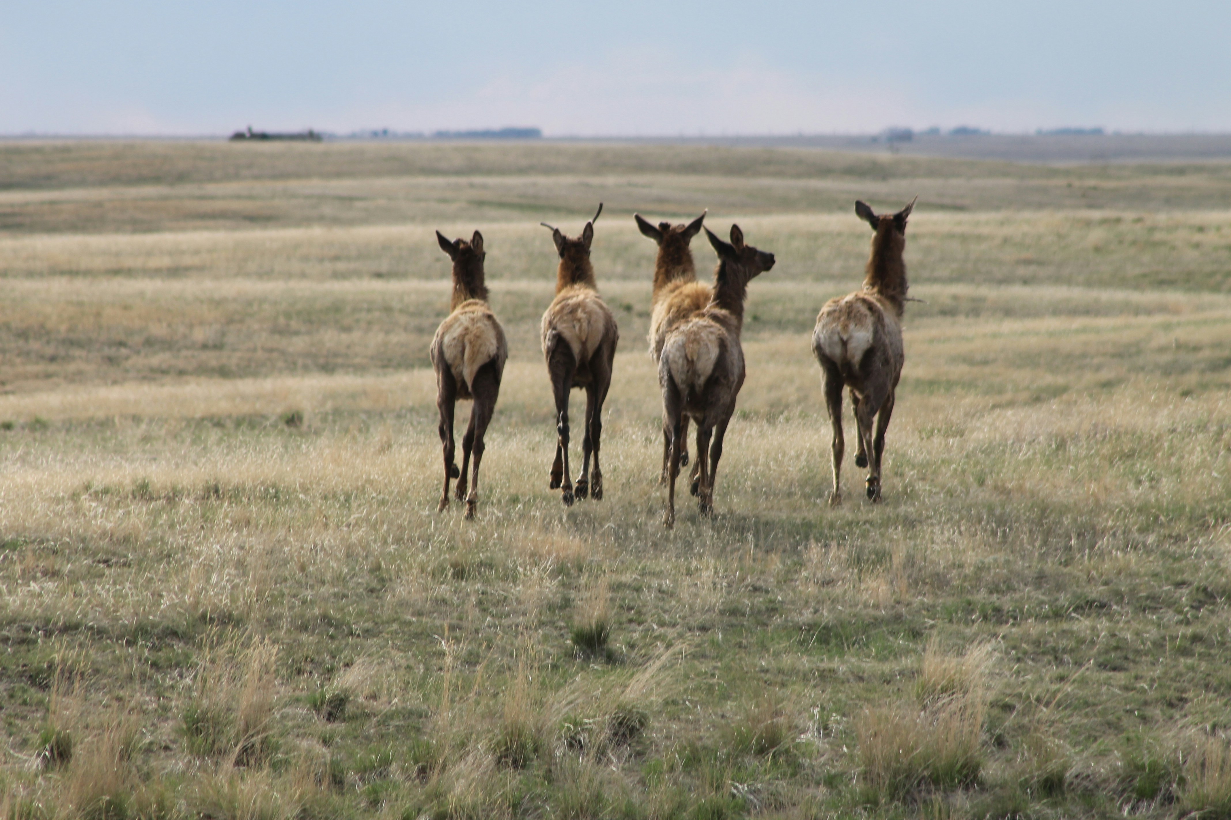 Five Equines in Tandem Across a Wind-Swept Prairie