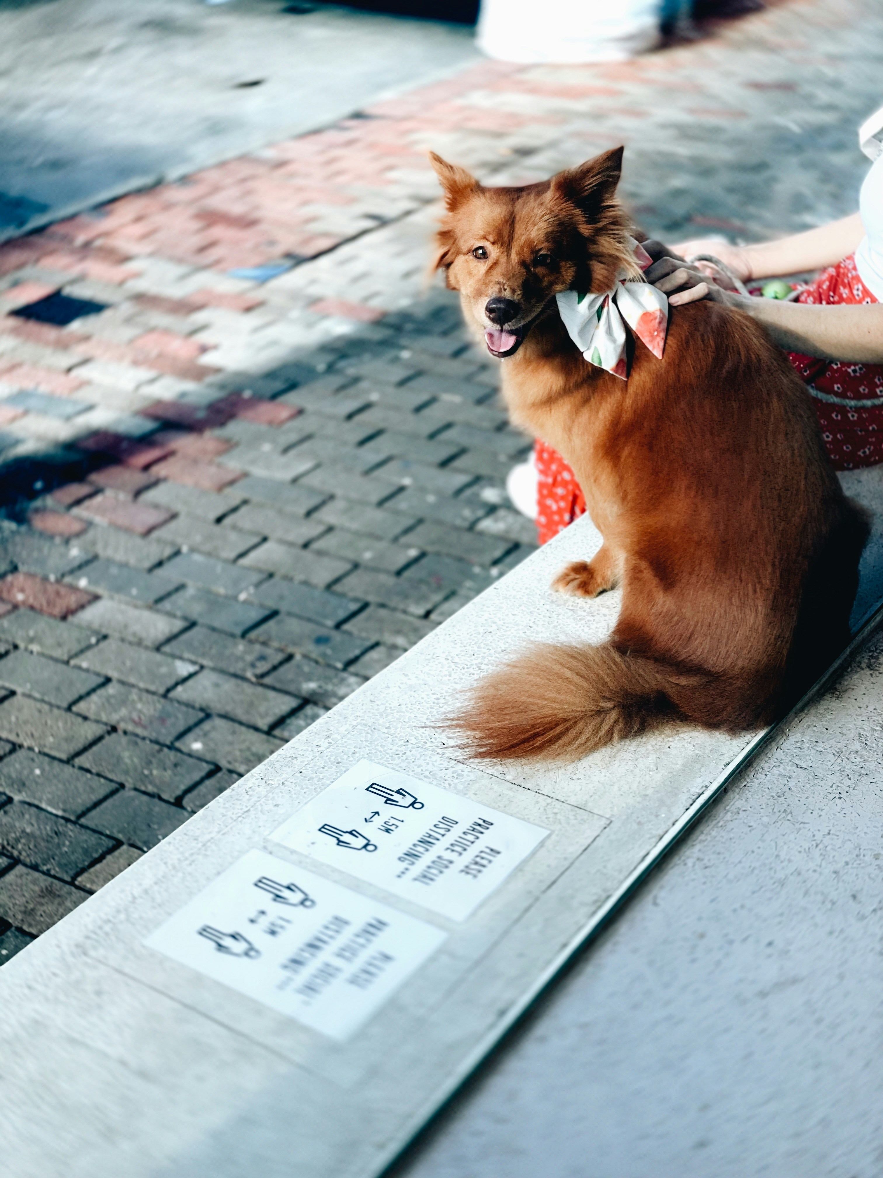 Cozy Golden Hound on a City-Bench Walk