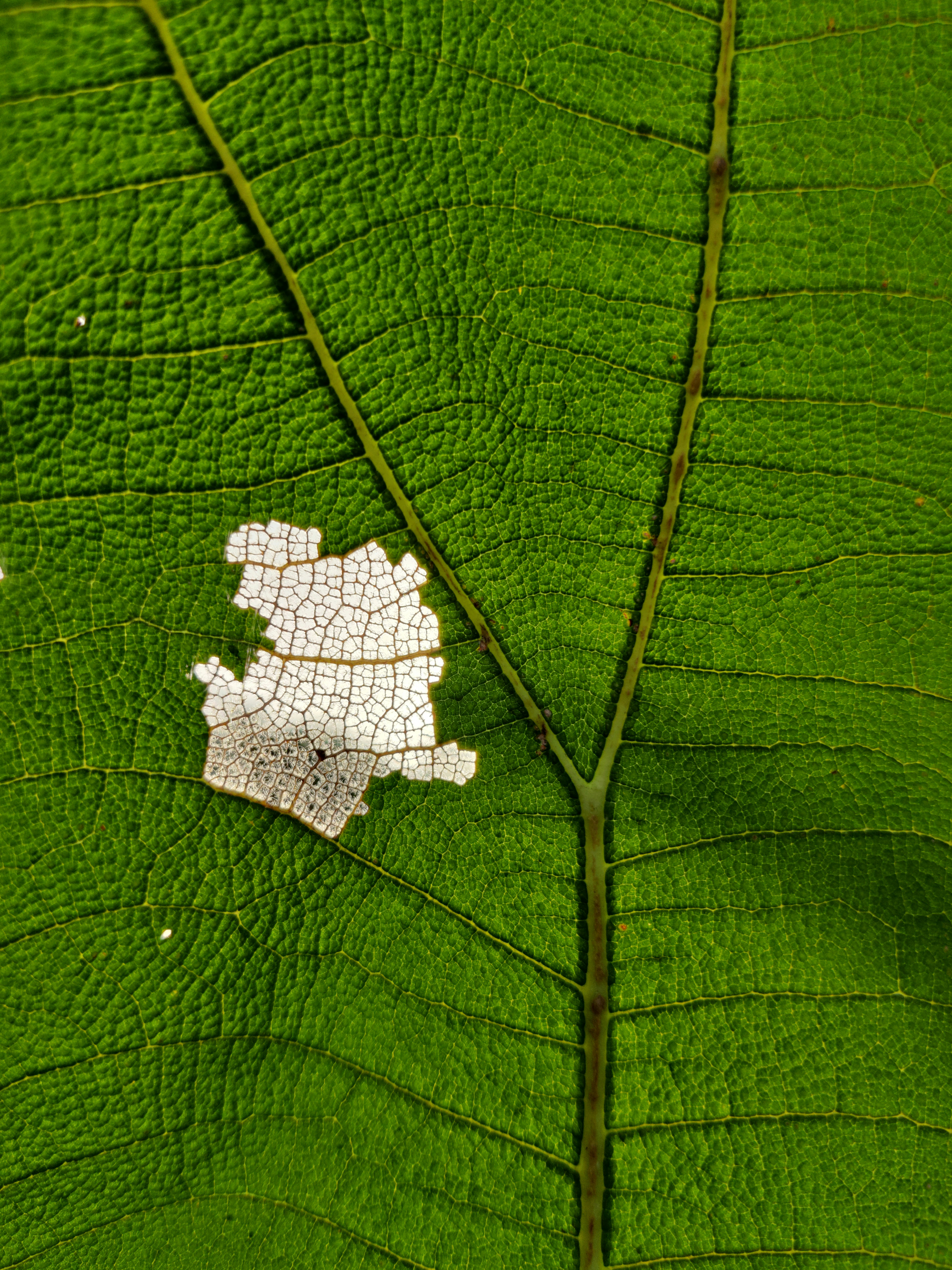 Crackled Patch on a Verdant Vein Map: a Macro Leaf Portrait