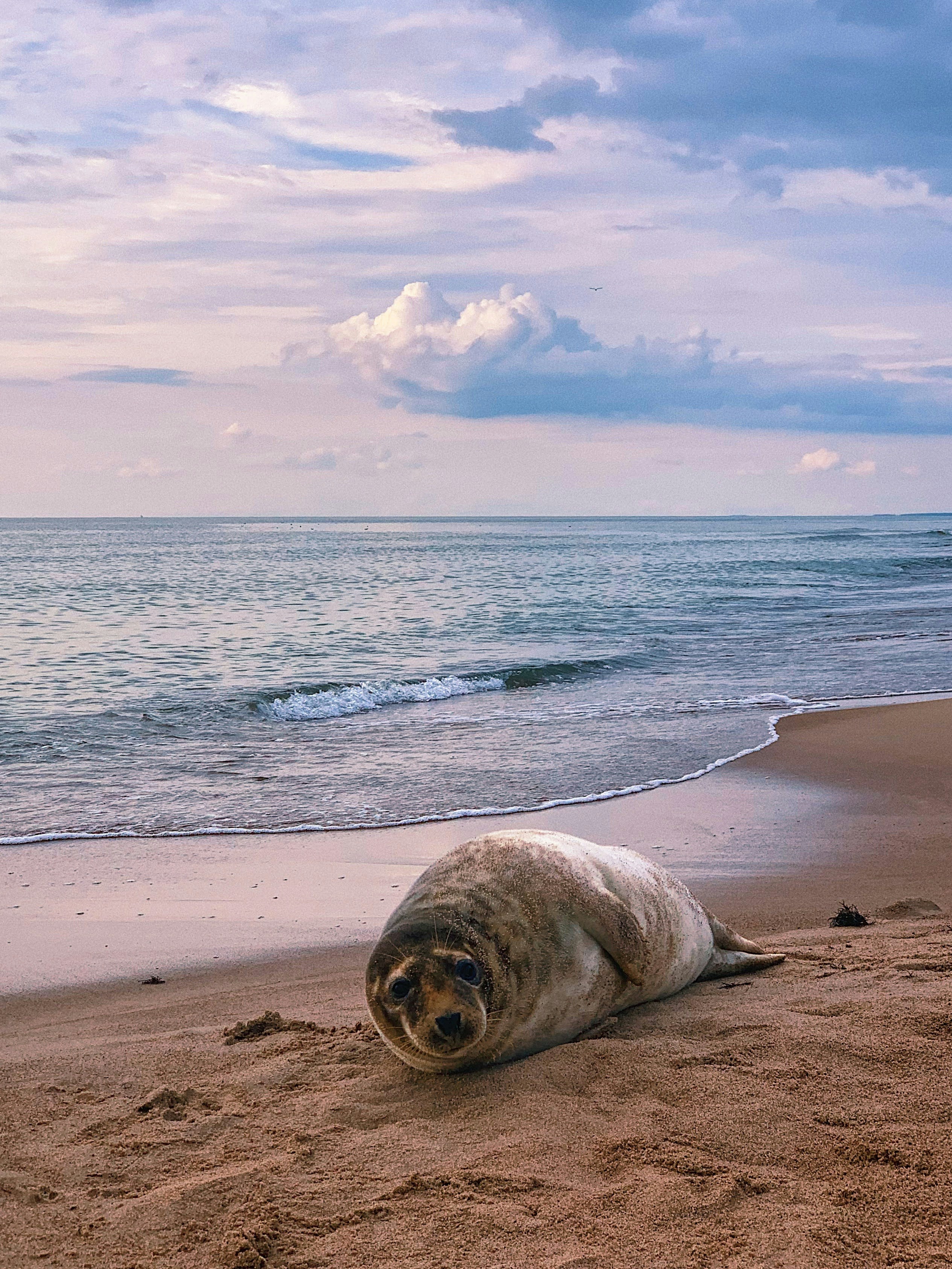 A seal lounging on a sandy beach, with gentle waves lapping at the shore under a pastel sky. The tranquil scene captures the essence of coastal wildlife.