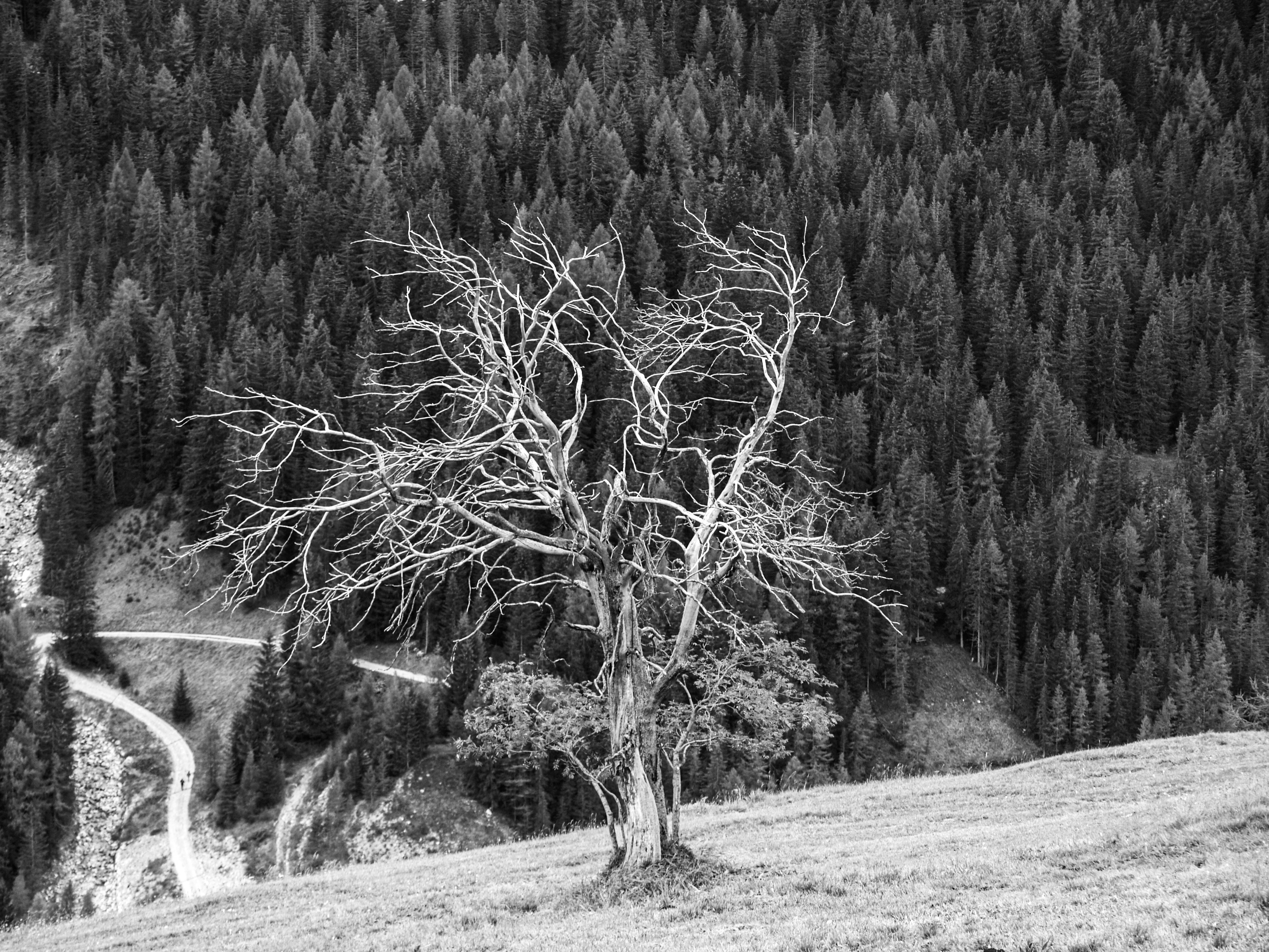 Bare tree stands against a dense forest backdrop on a hillside, captured in black and white.