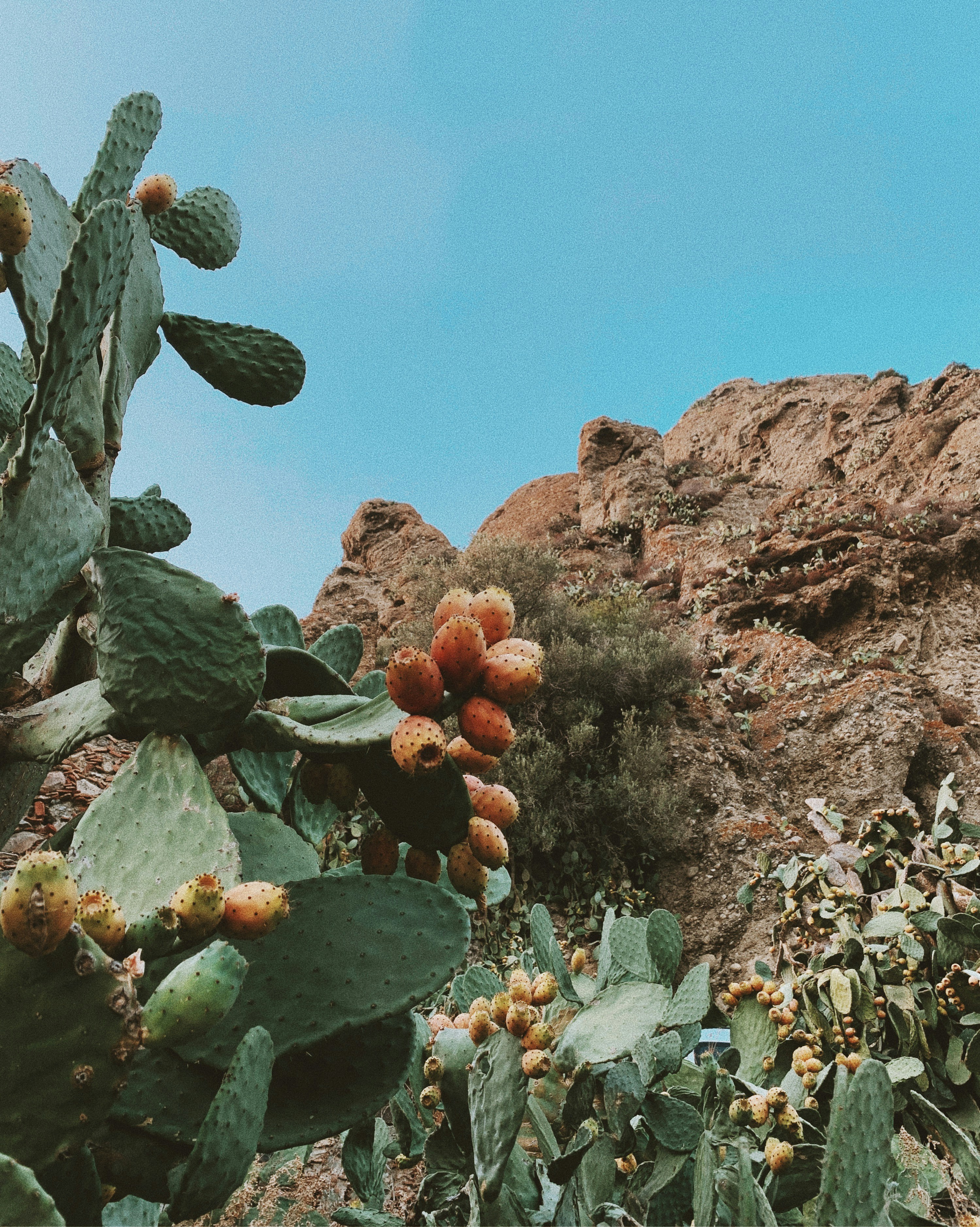 Vibrant prickly pear cactus adorned with ripe fruit against a rugged rock backdrop under a clear blue sky.