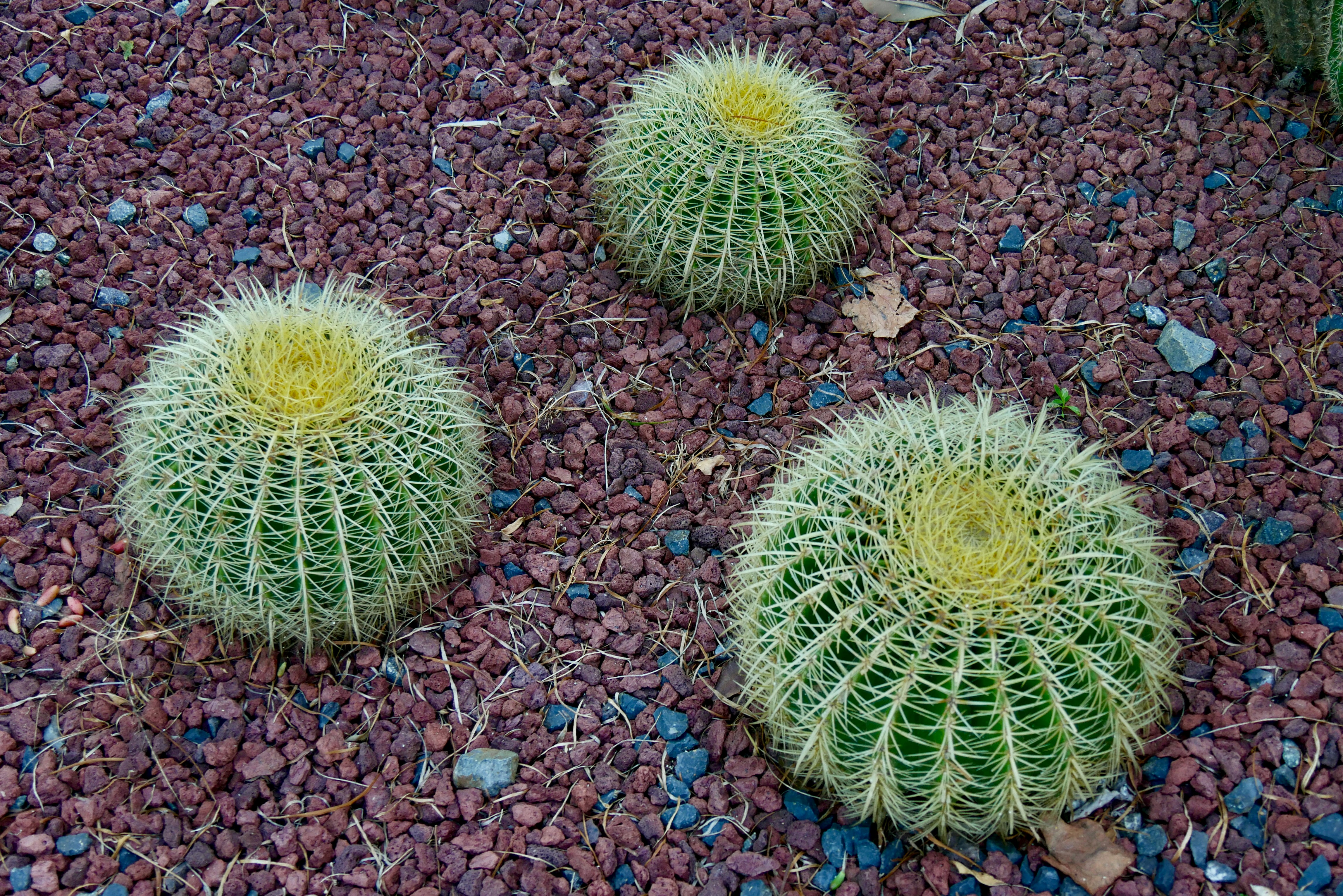 Desert Crown Trio: Sunlit Spherical Cacti on Red Gravel
