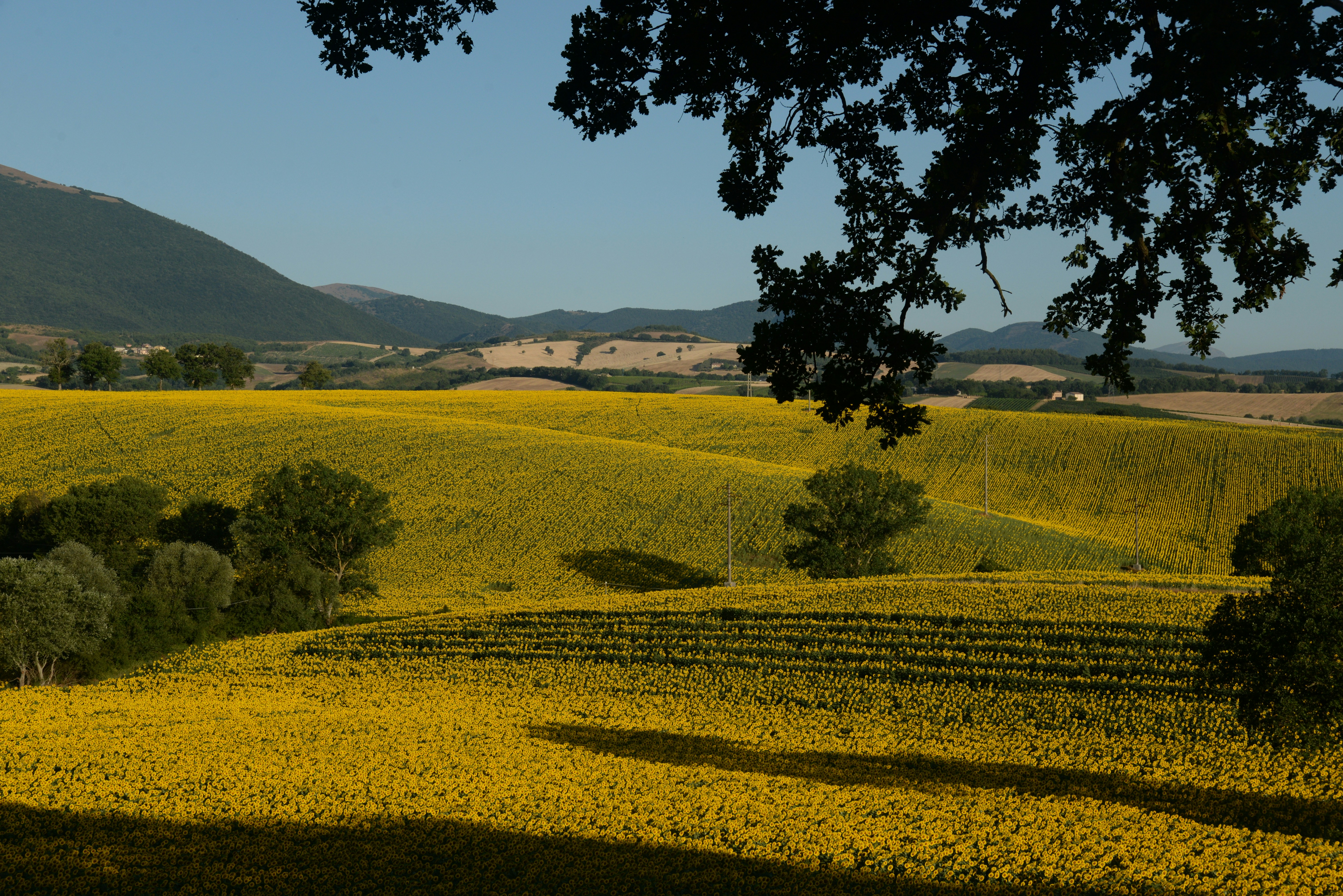 Vibrant fields of sunflowers stretch across rolling hills under a clear blue sky, framed by a tree branch. The landscape showcases the beauty of rural agriculture.