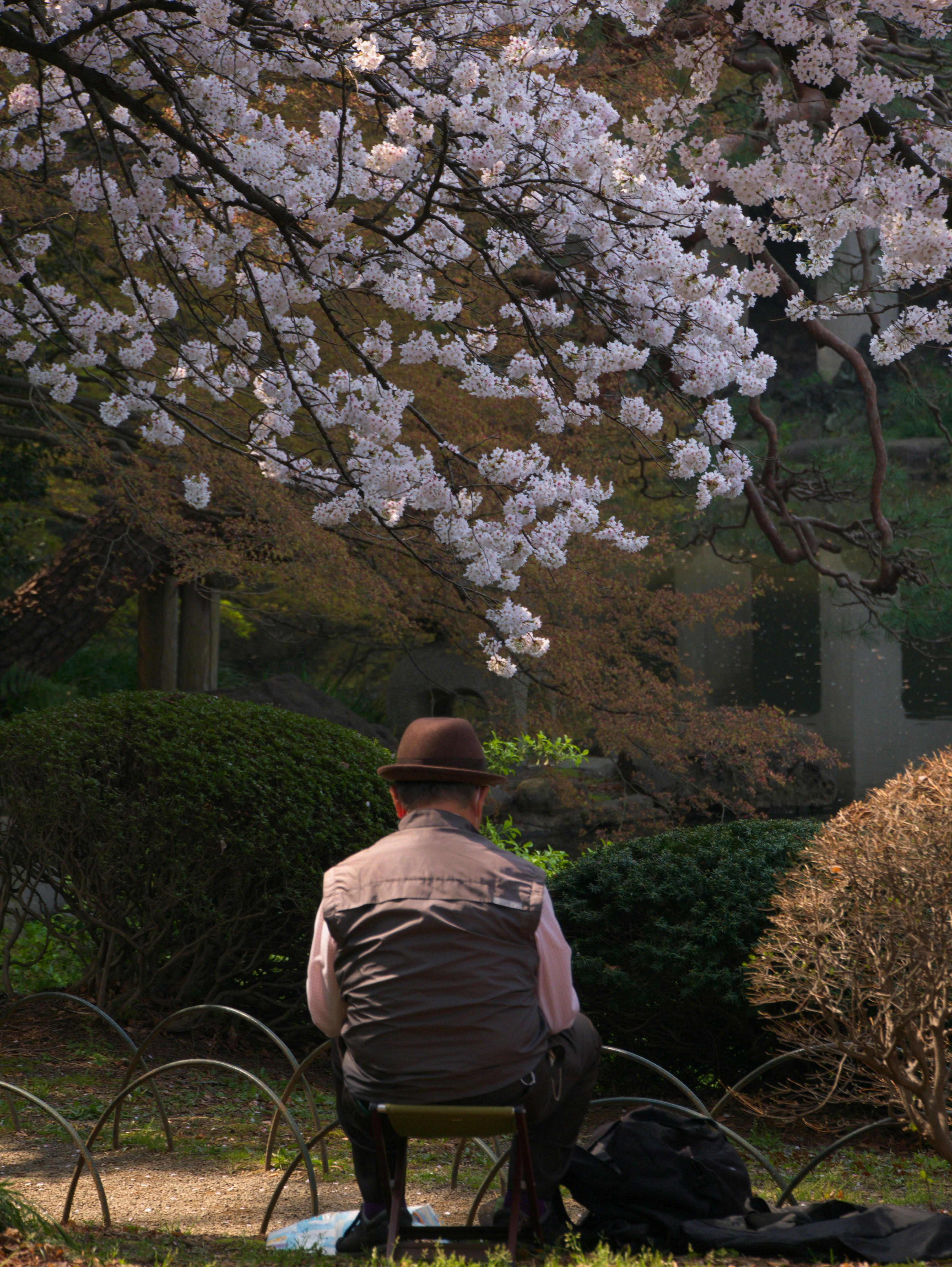 A man sits with his back to the camera on a bench in a manicured park, framed by blooming cherry blossoms overhead.