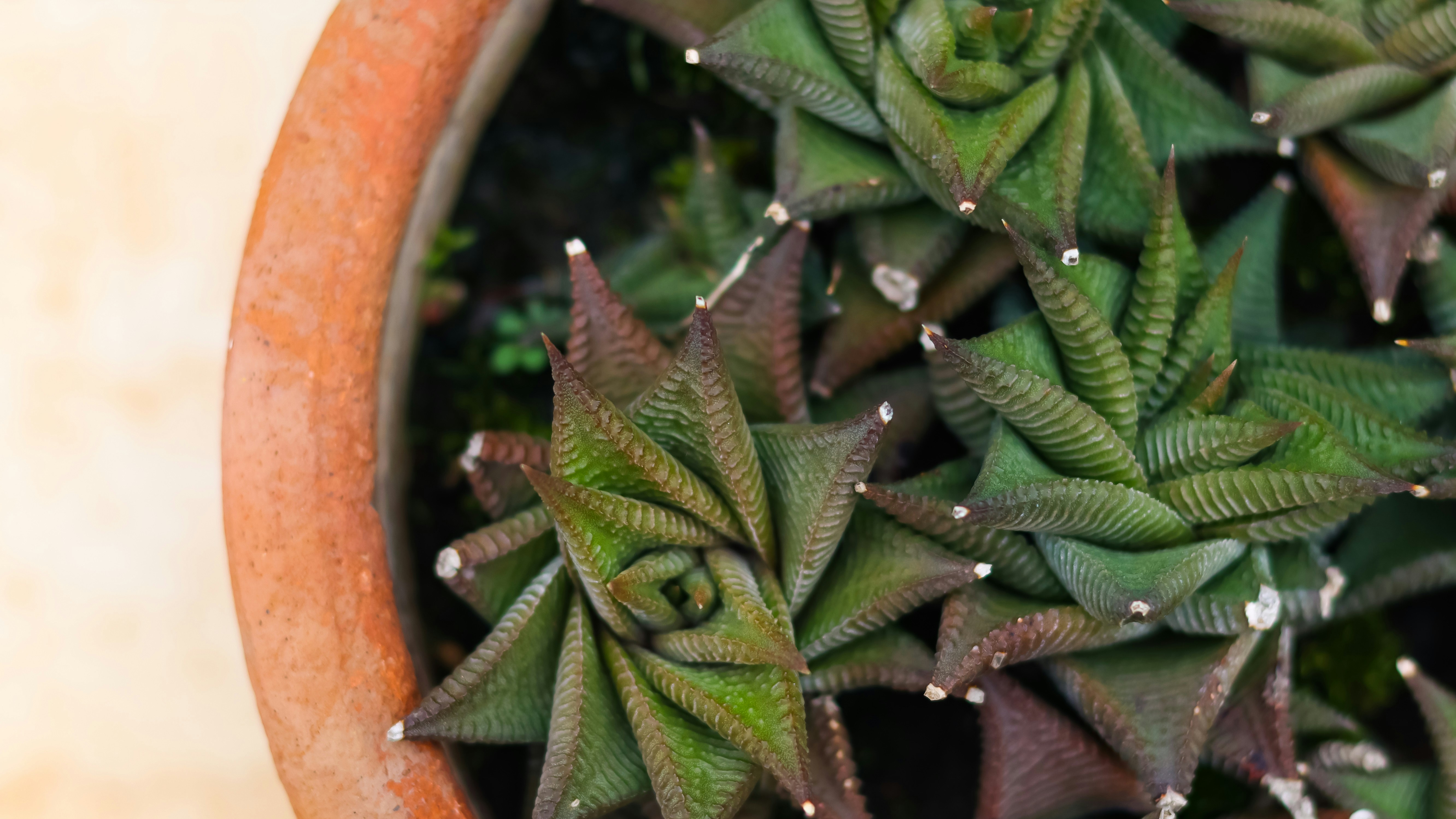 Terracotta Rim, Green Spirals: A Macro Study of Haworthia Rosettes