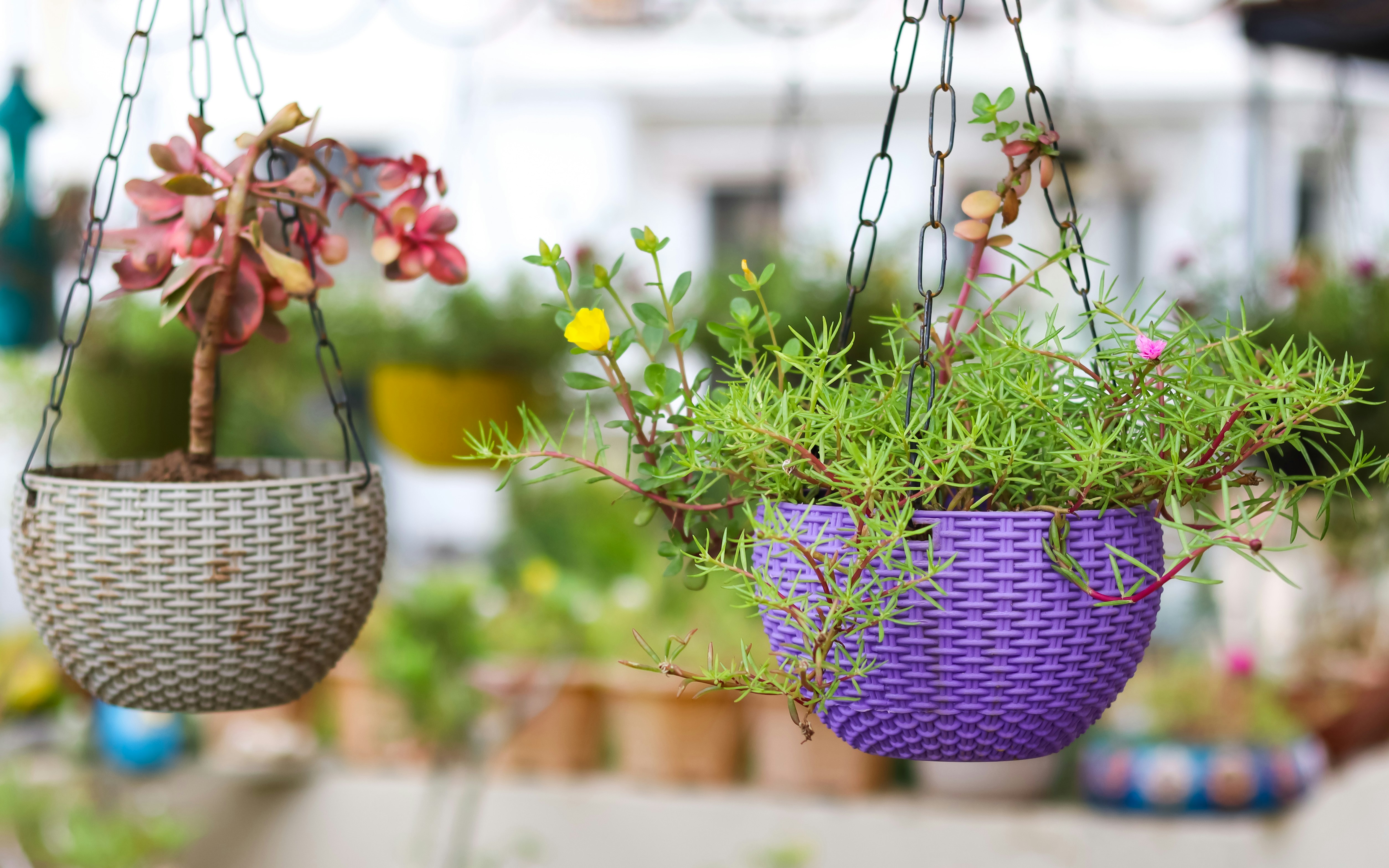 Purple Woven Basket in Focus Amid Blurred Balcony Blooms