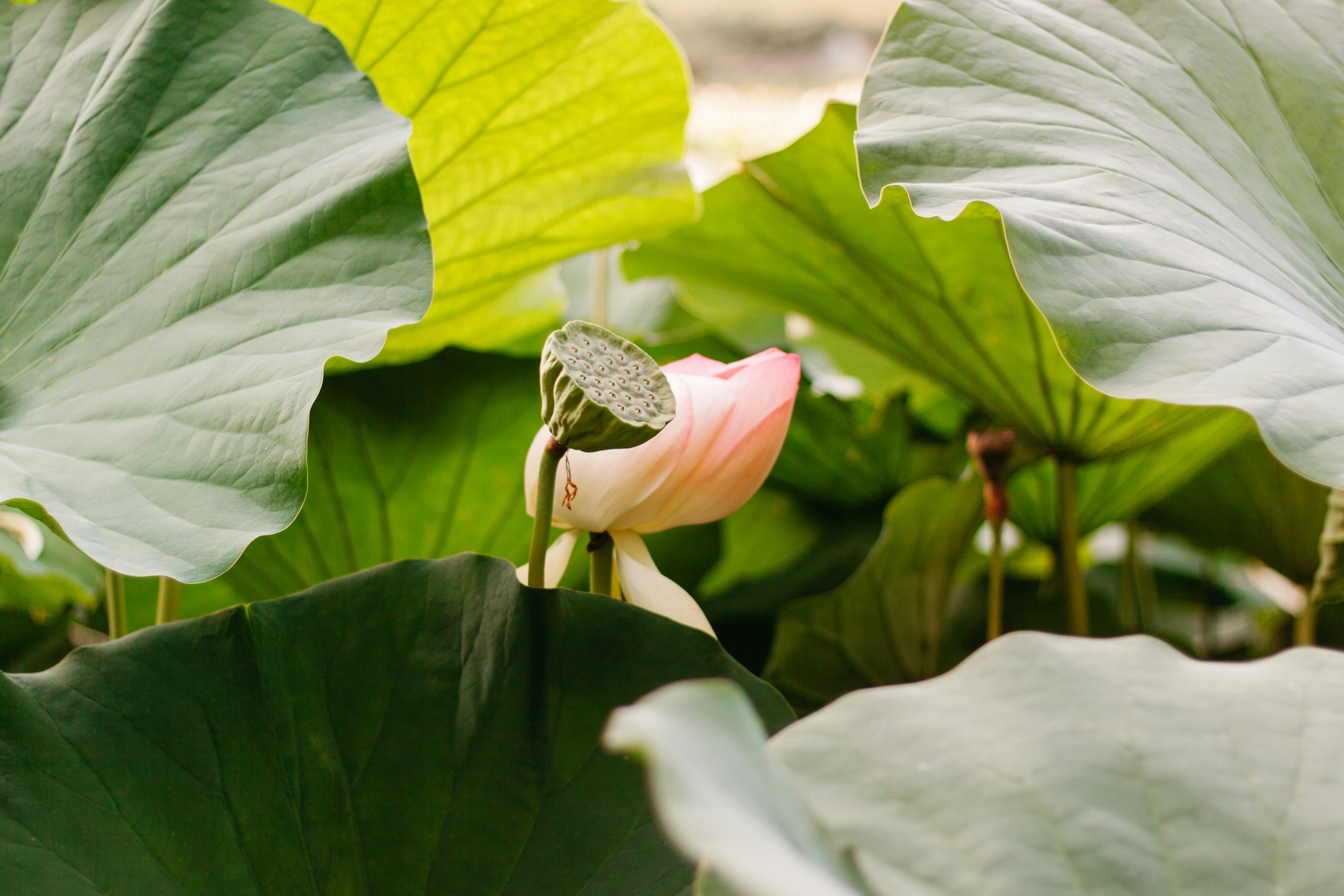 Delicate lotus blossom peeking through large green leaves in a tranquil pond setting.