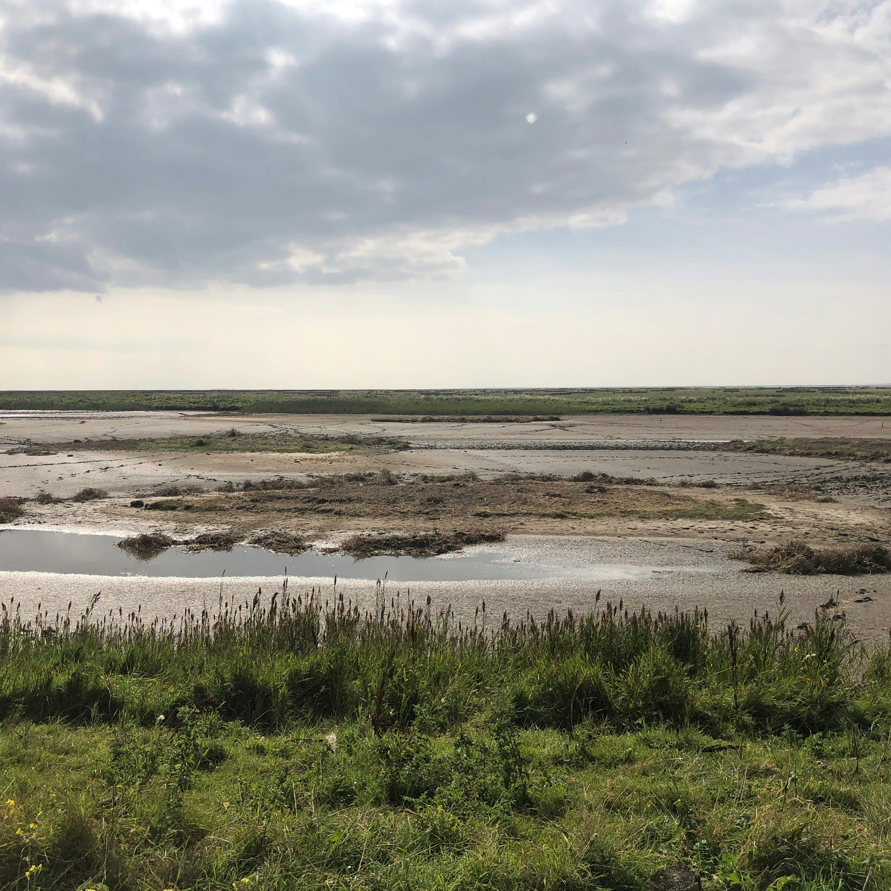 Horizon Marsh: Echoes of Grass and Tide Under Cloudy Skies