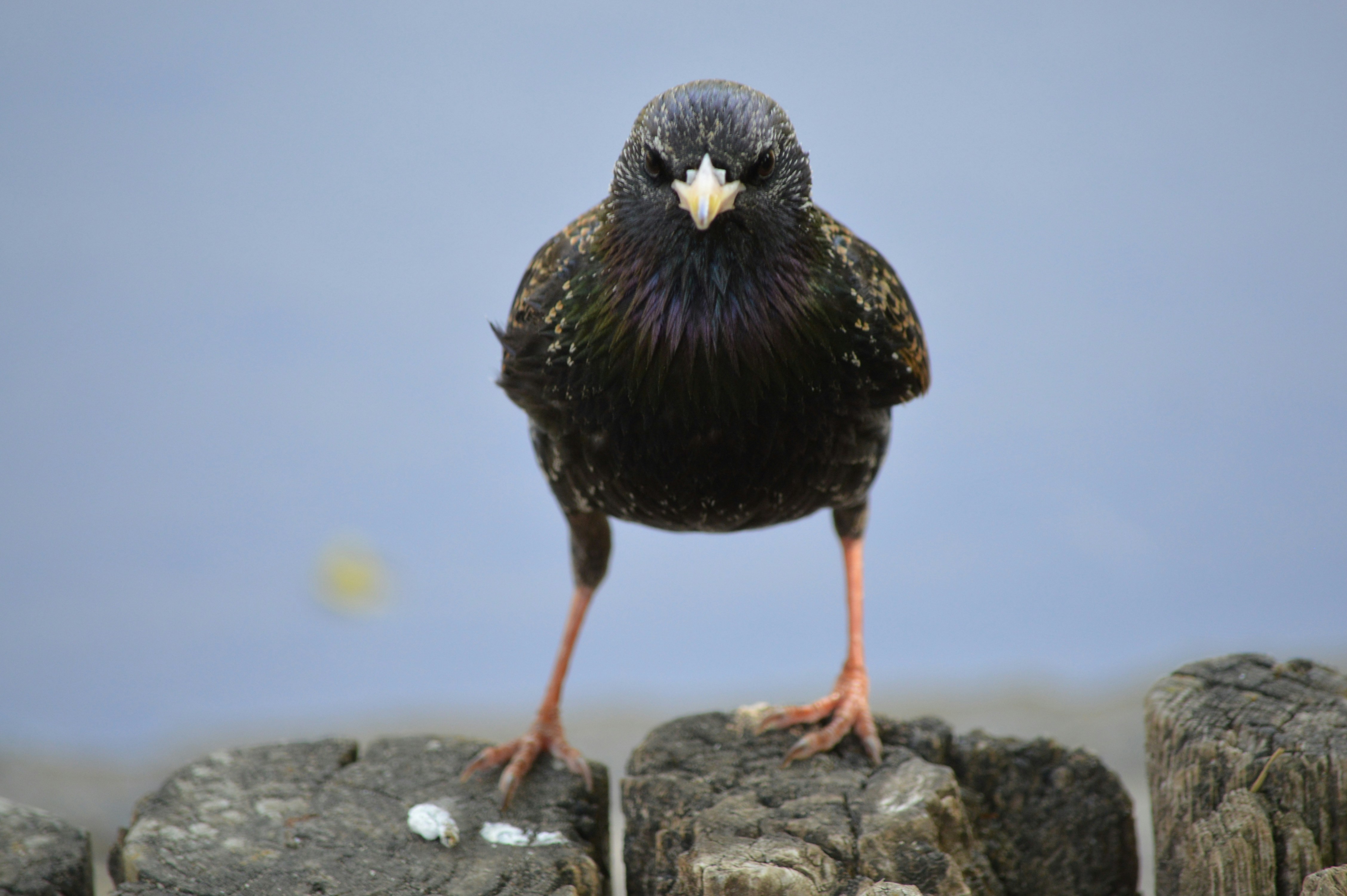 Angry Bird Pictures | Download Free Images on Unsplash