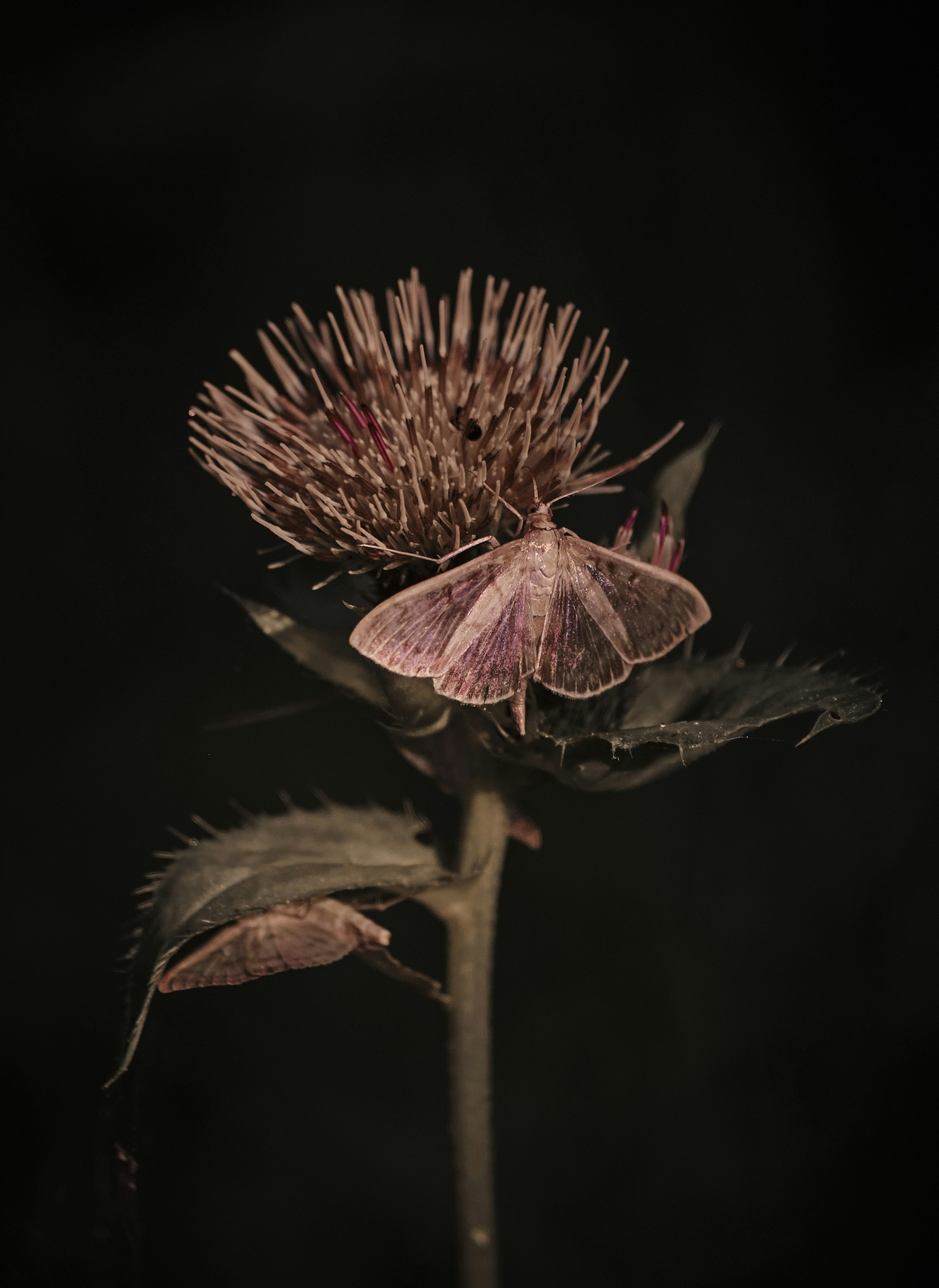 Amber Moth on Velvet Bloom: a Macro Quietude