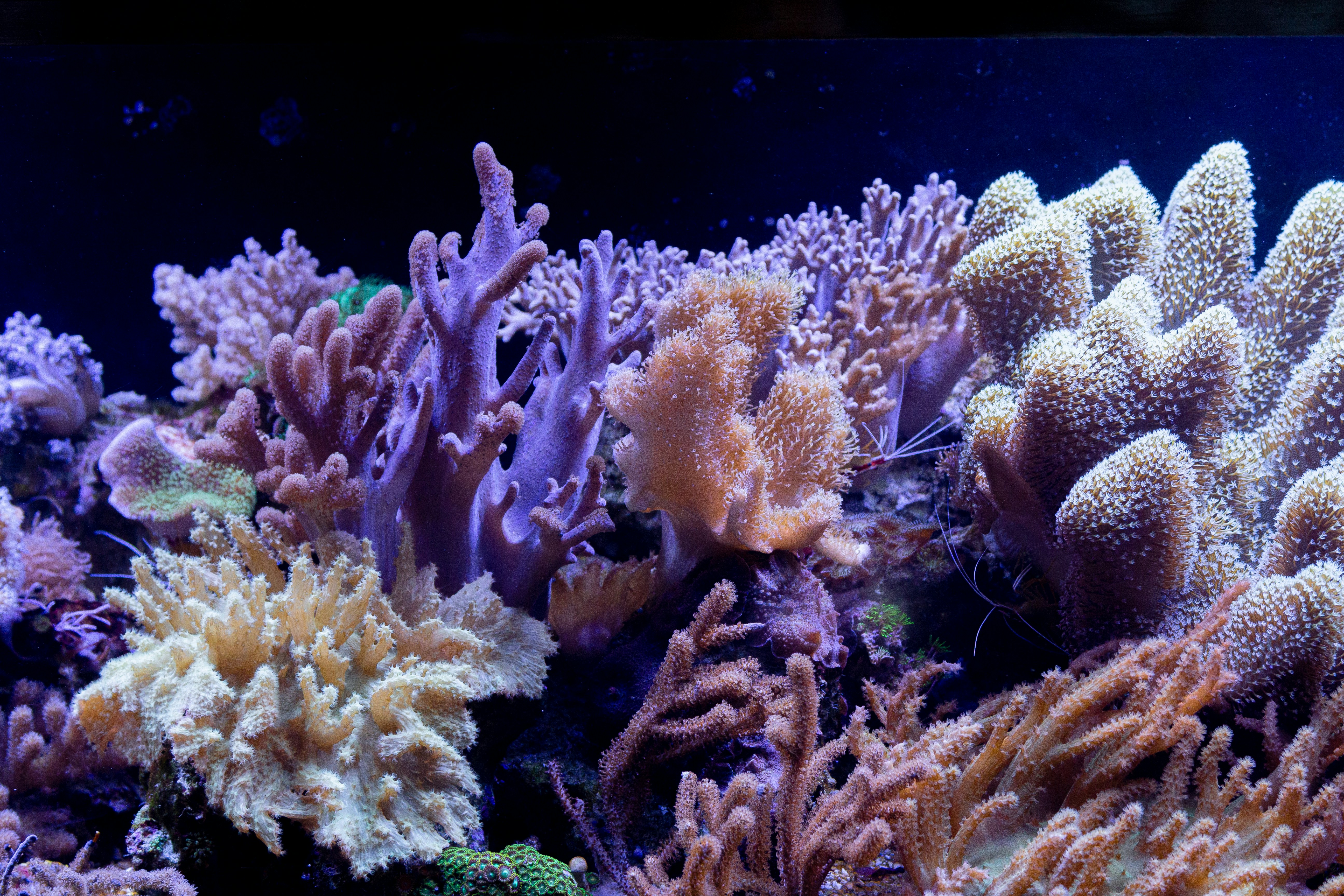 Colorful coral formations with varied textures and hues under soft, aquatic light.